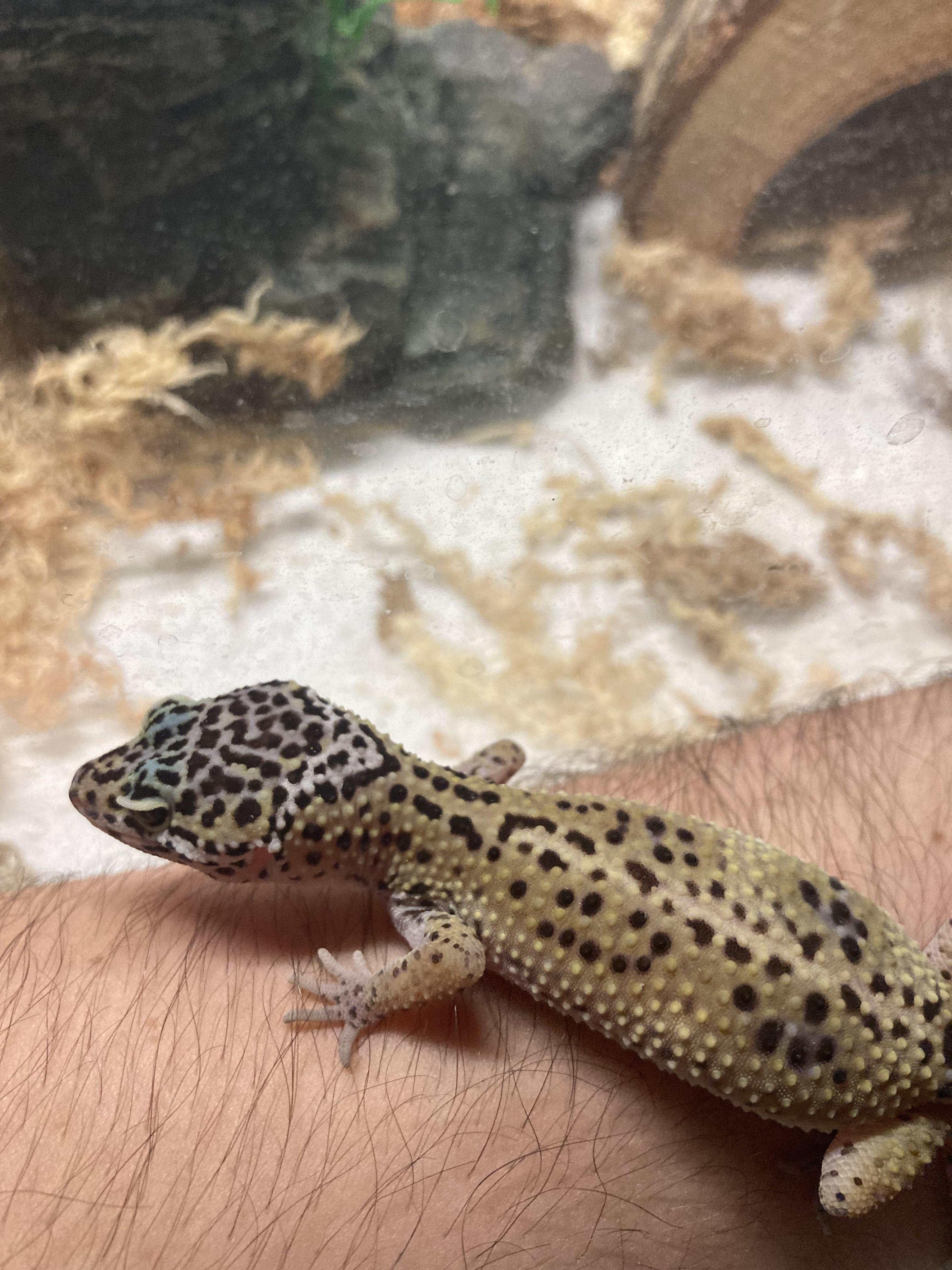 What morph do you think this is? | Scrolller