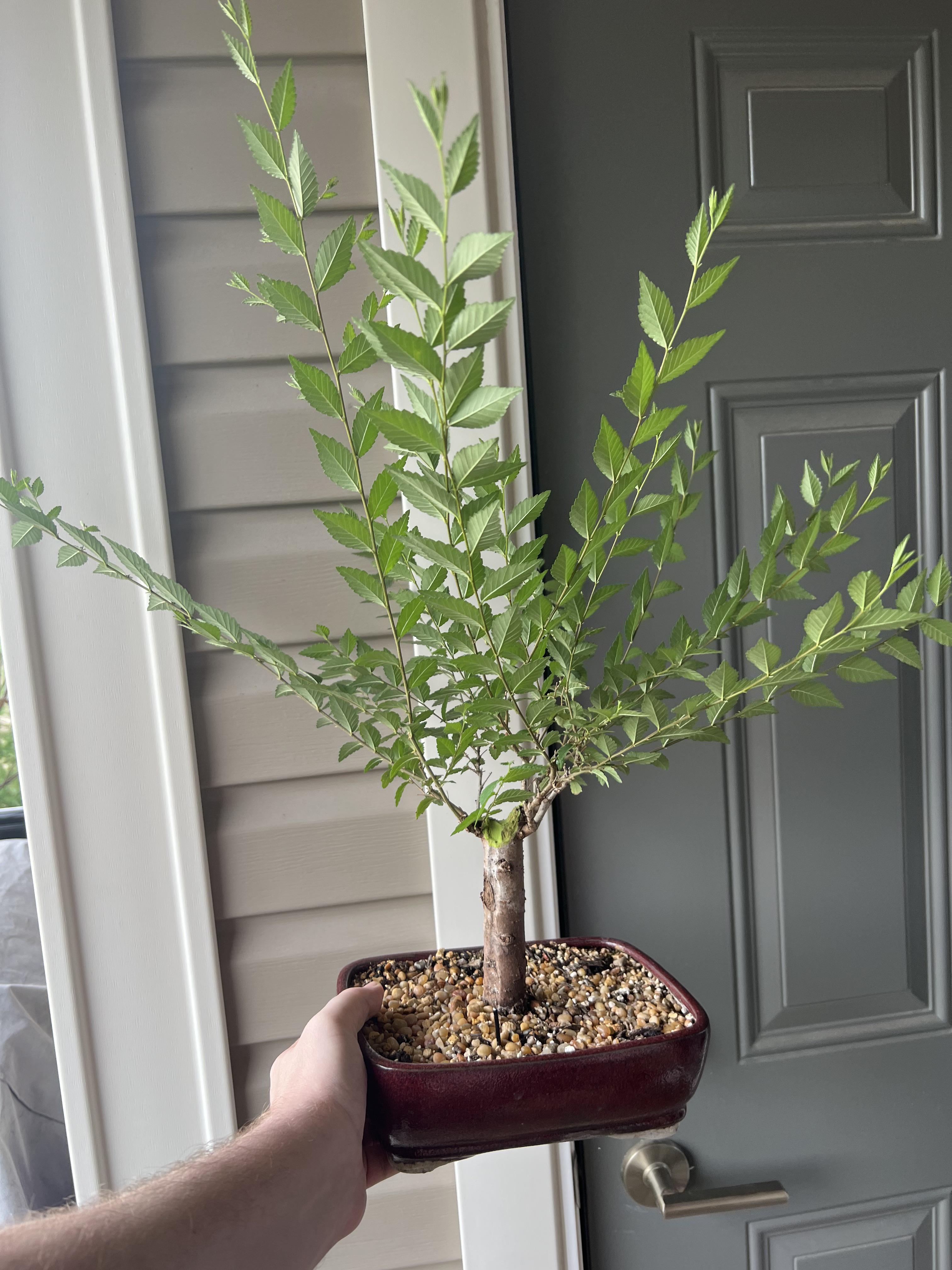 One growing season progression Chinese Elm for a complete beginner! | Scrolller