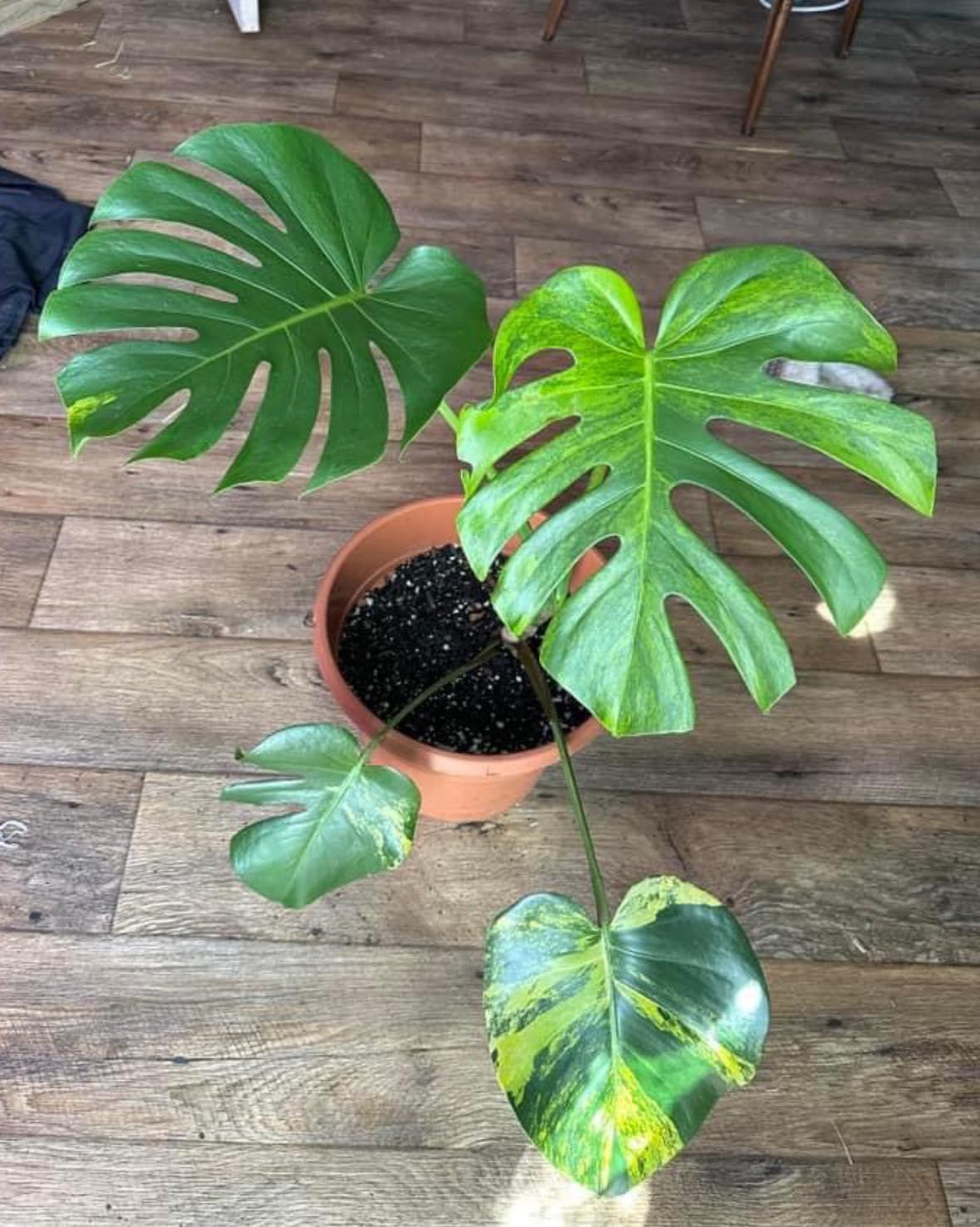 Plant ID | Scrolller