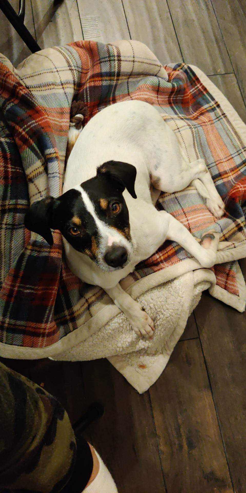 Meet Nugget! Adopted 2 1/2 weeks ago from a shelter | Scrolller