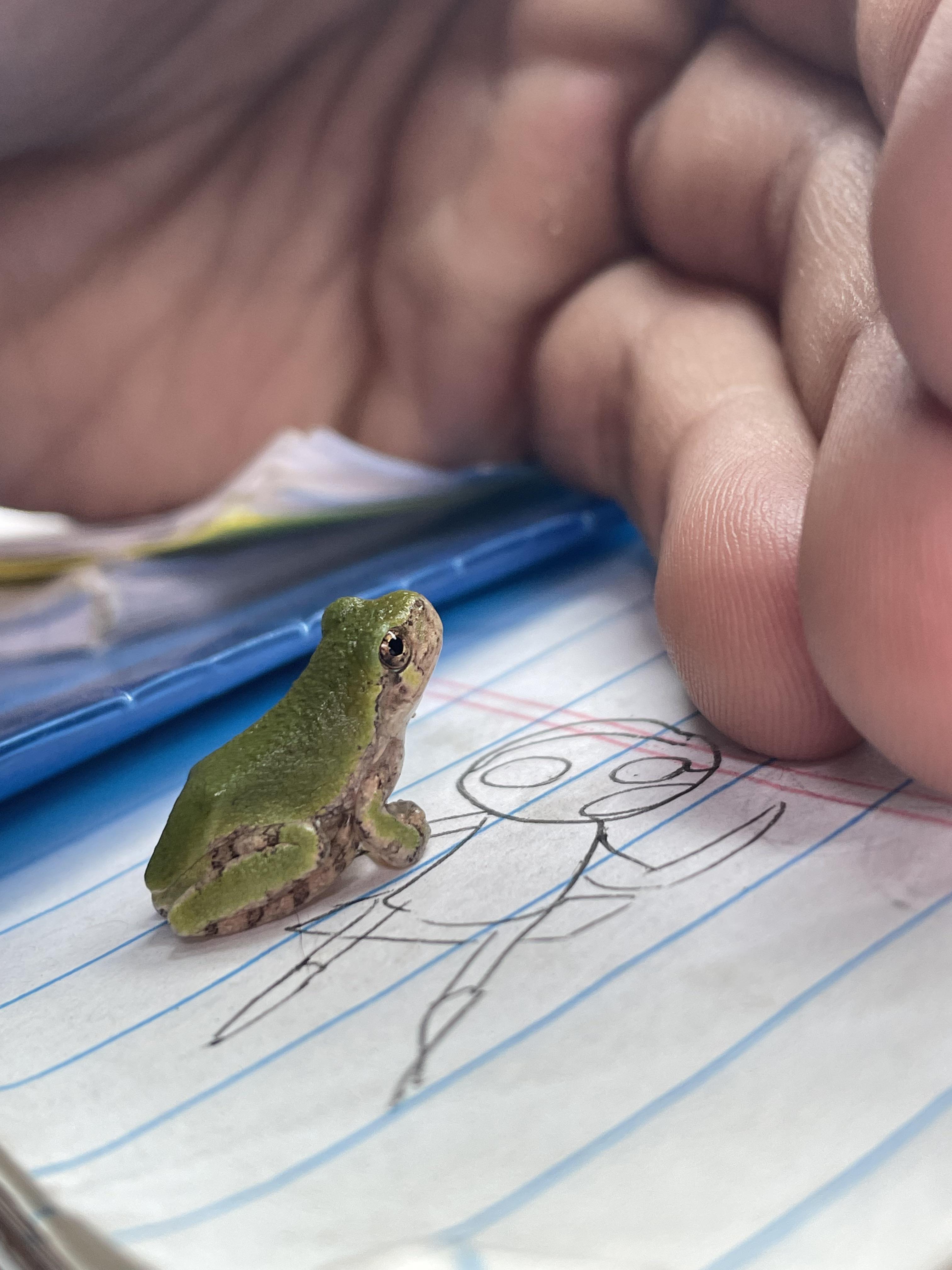 What is this small little frog | Scrolller