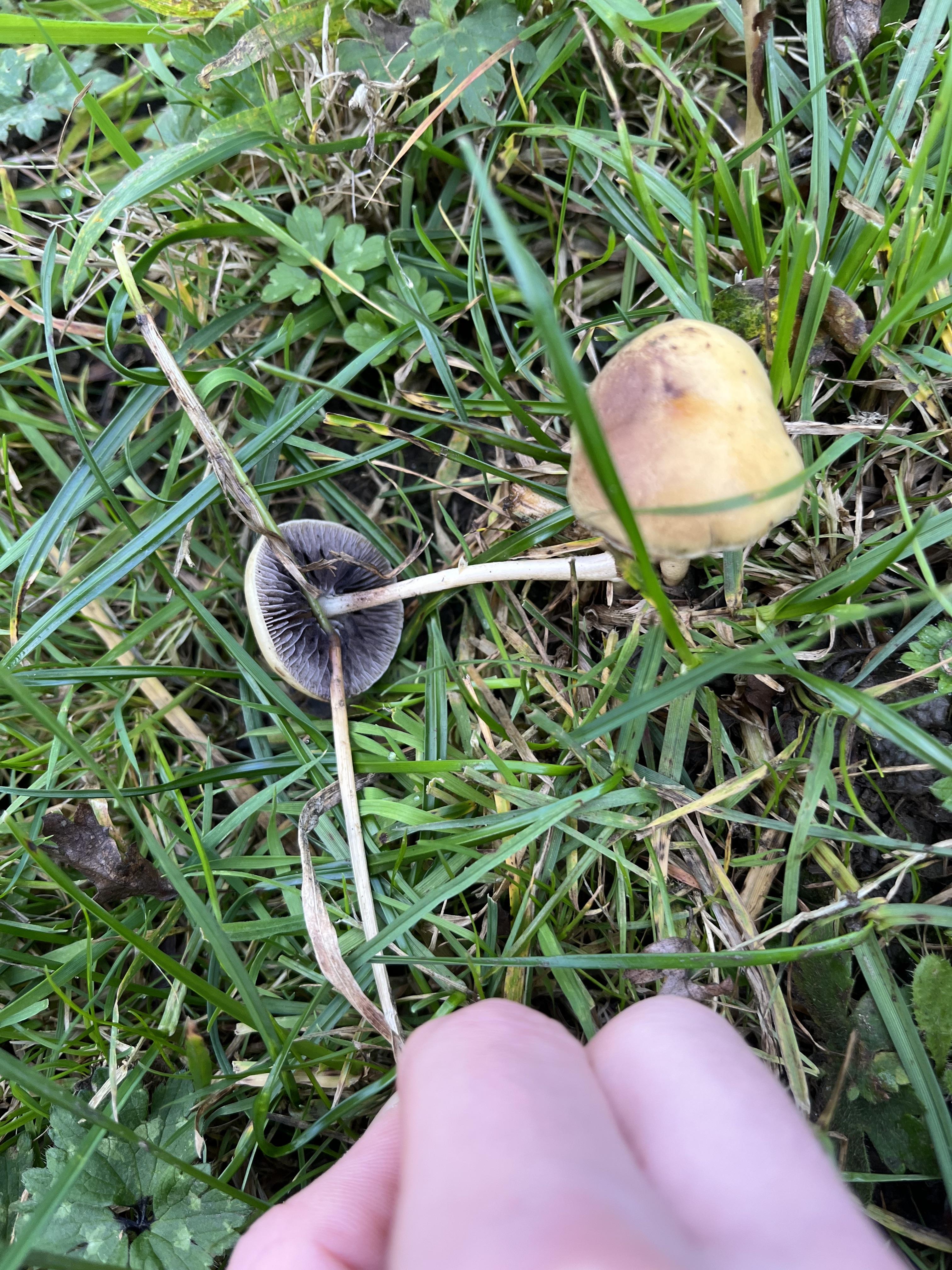 Help identify? | Scrolller