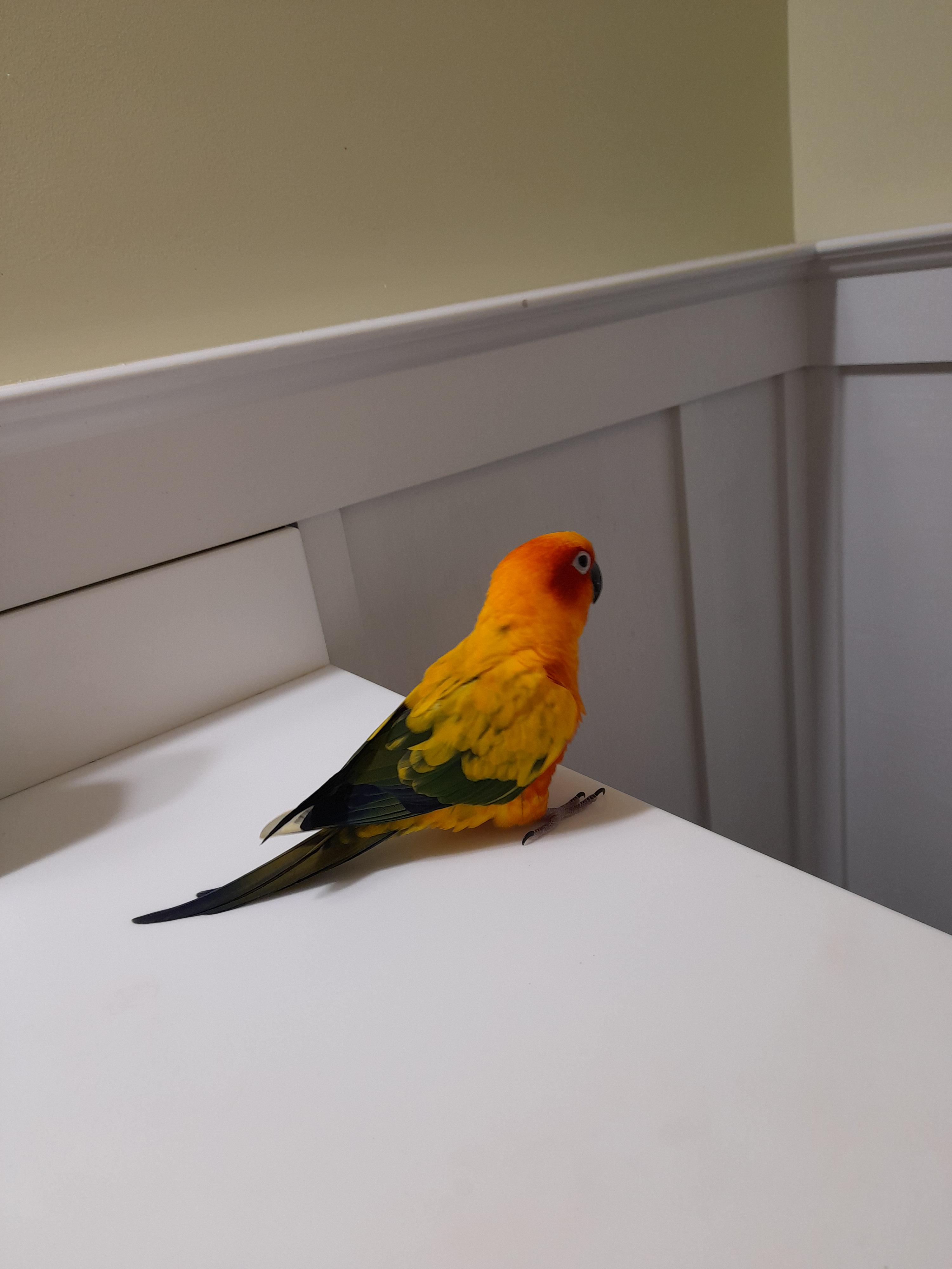 Rio and rainbow | Scrolller