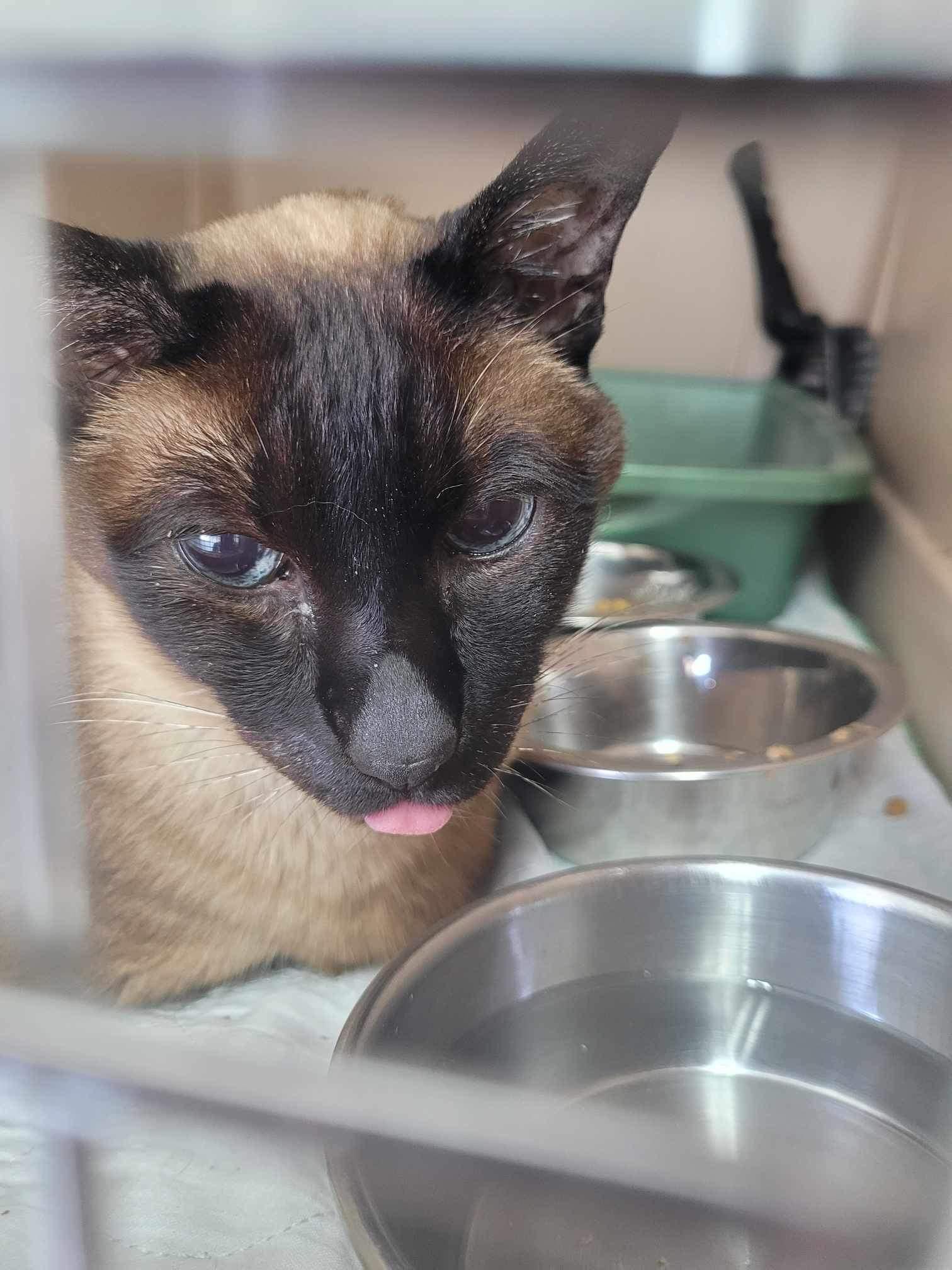 Shenzi from our shelter, is doing really well these days. He even likes a couple of us 😊. He’s ...