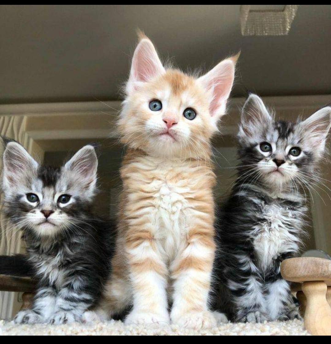 Three new pals. | Scrolller