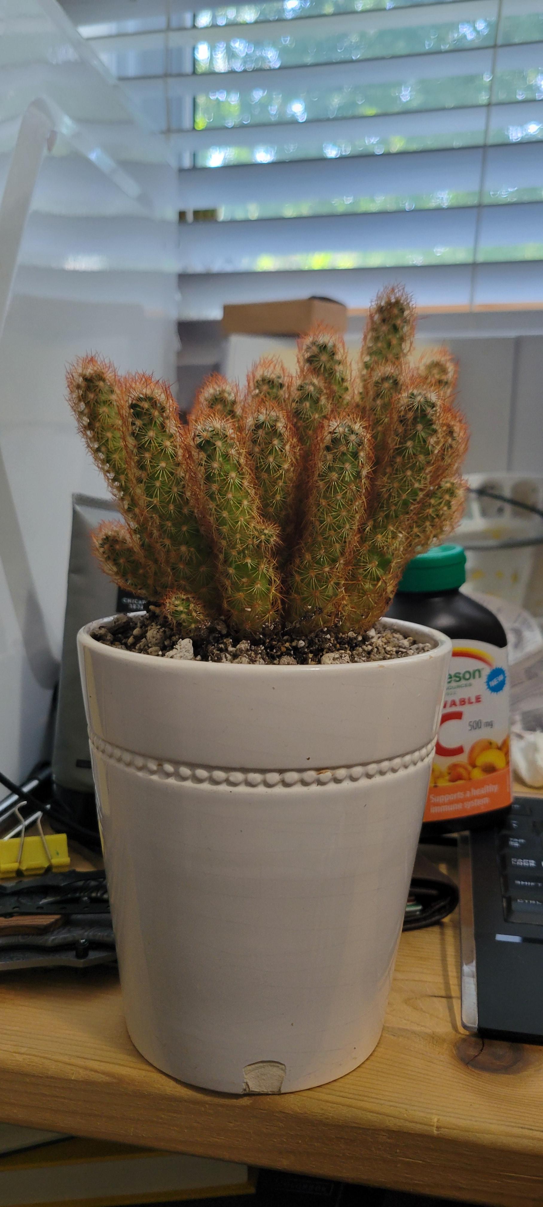 The growth of my cactus over 2 years | Scrolller