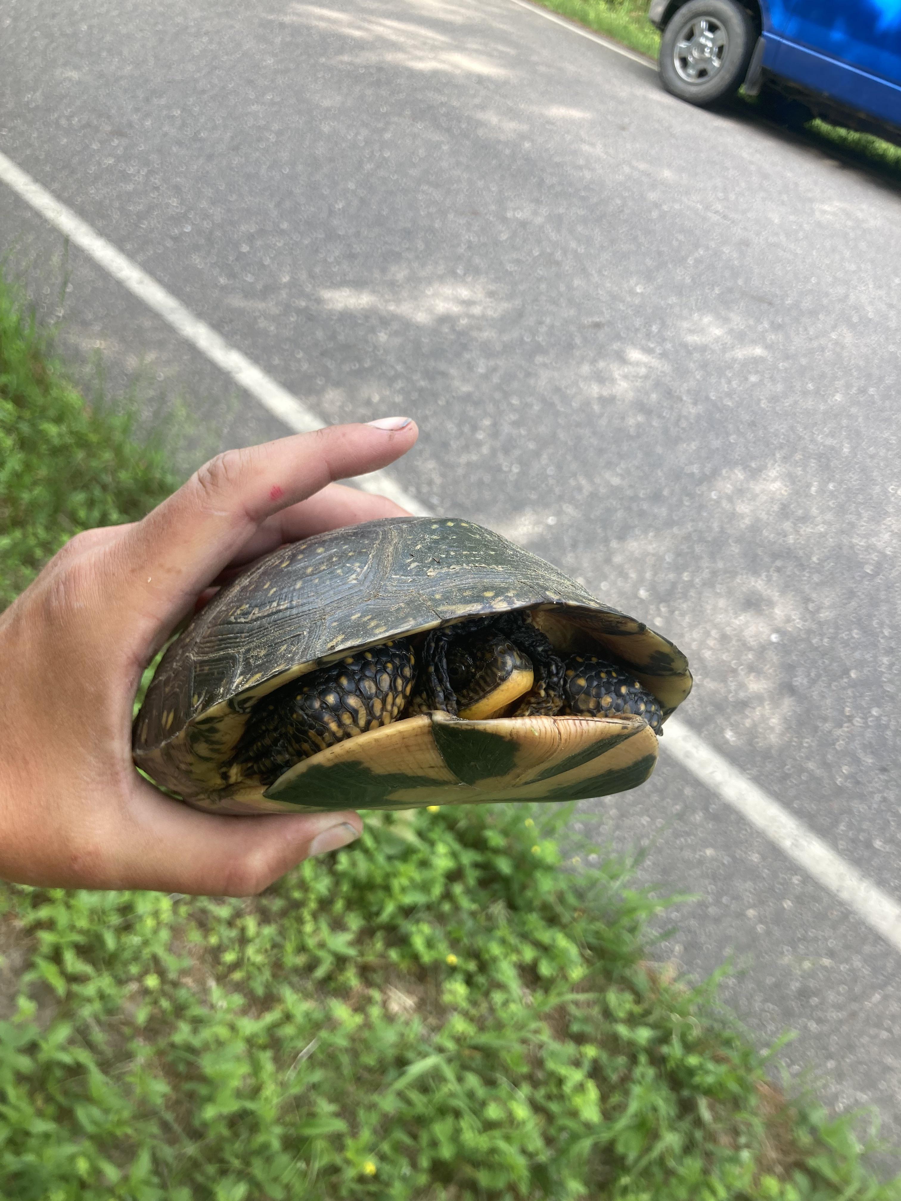 Rescue turtle | Scrolller