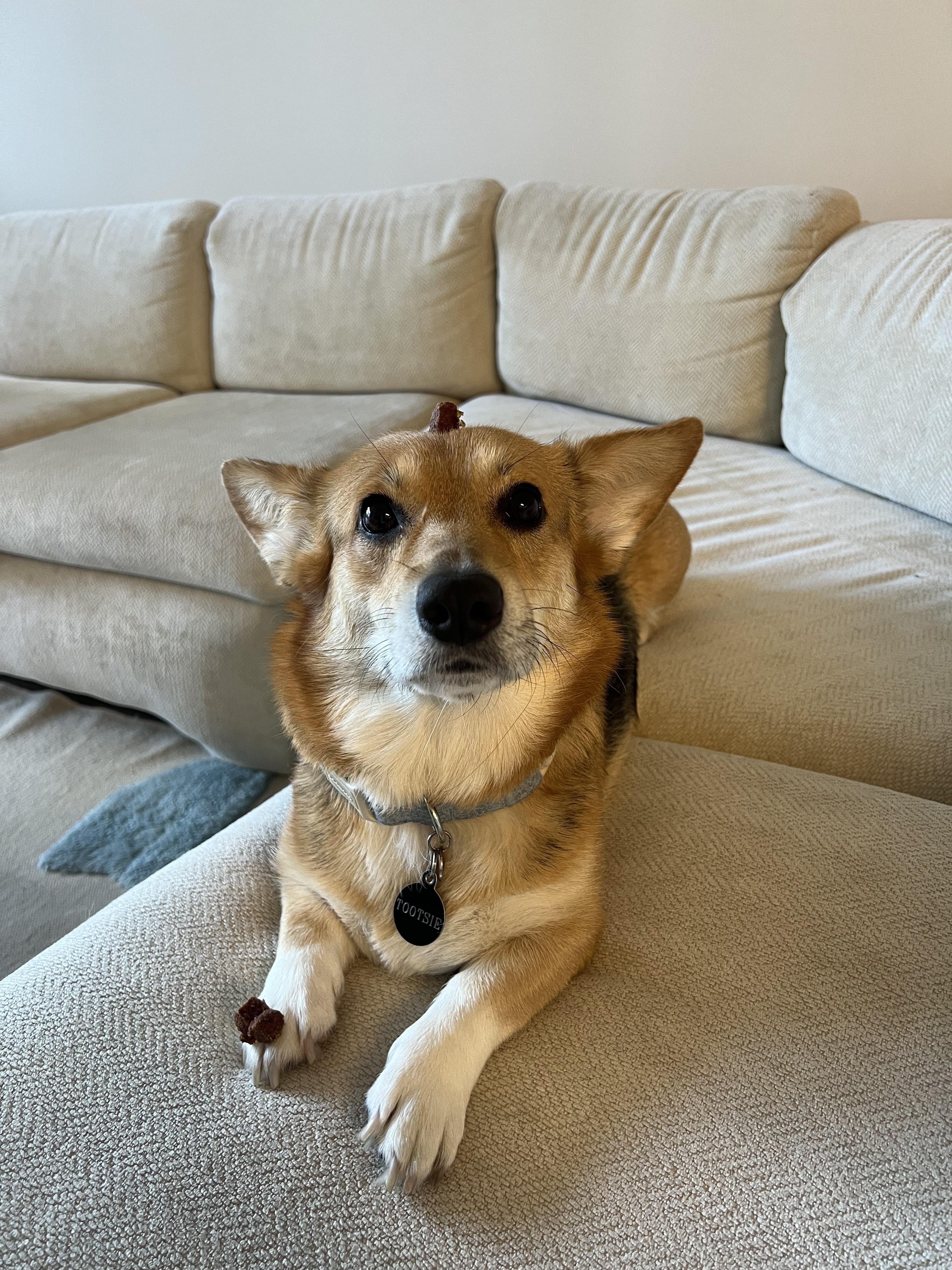 Tootsie is very patient | Scrolller