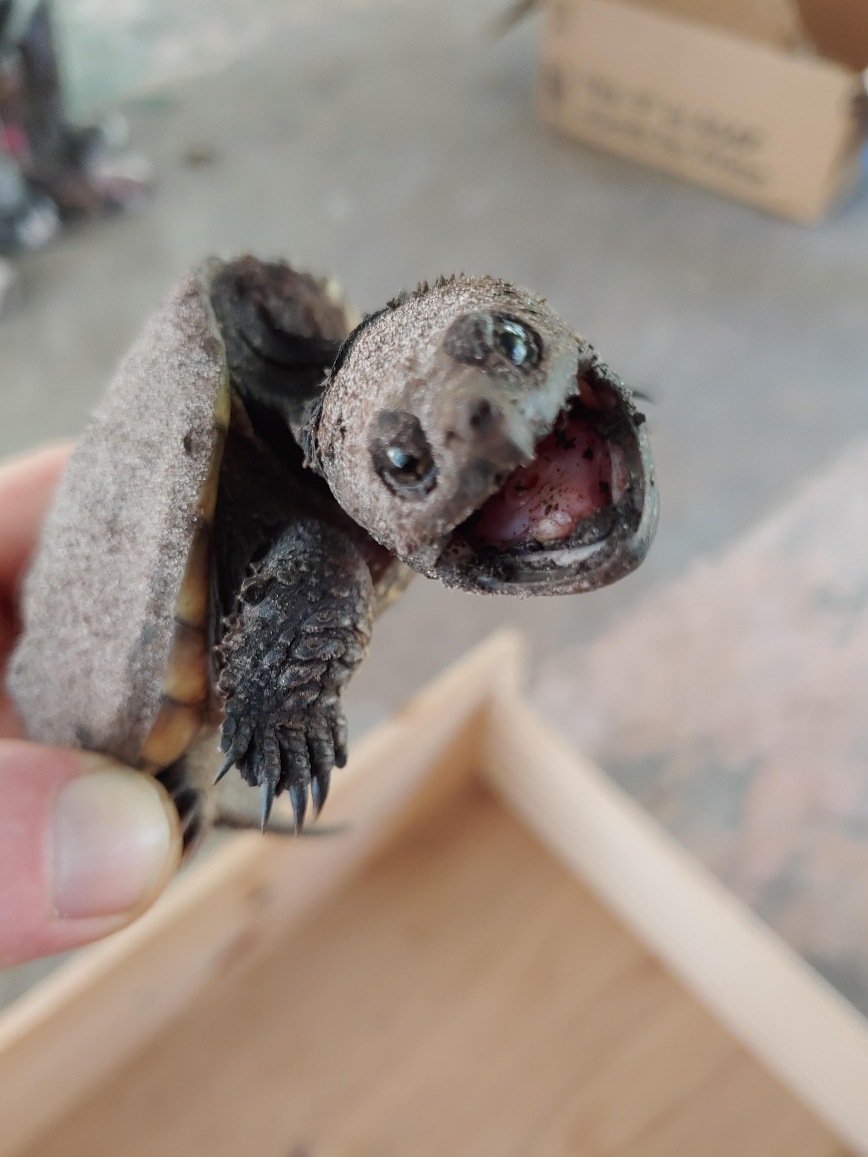 Little snapper. (OC) | Scrolller