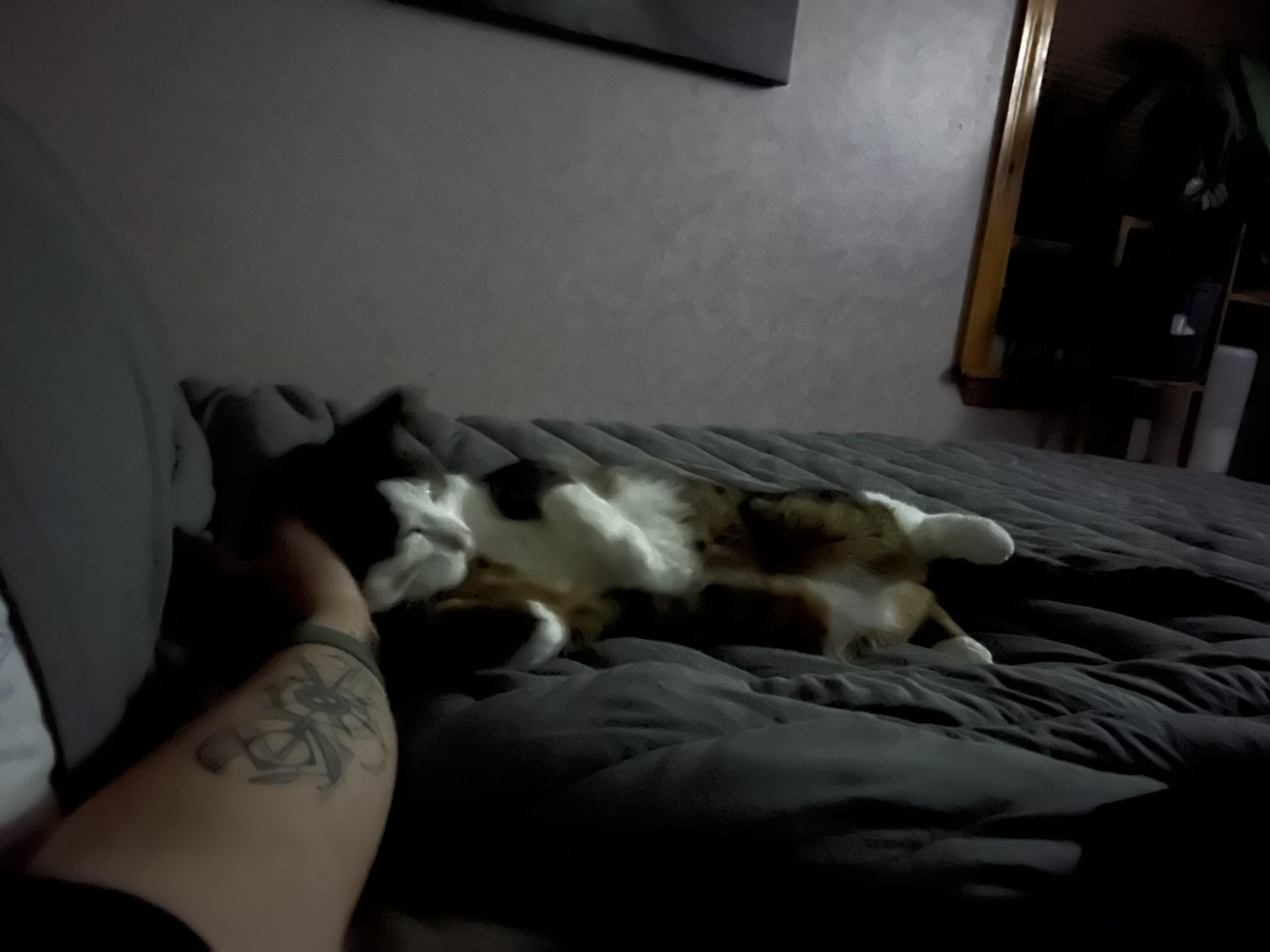 Someone loves ear scratches! (OC) | Scrolller