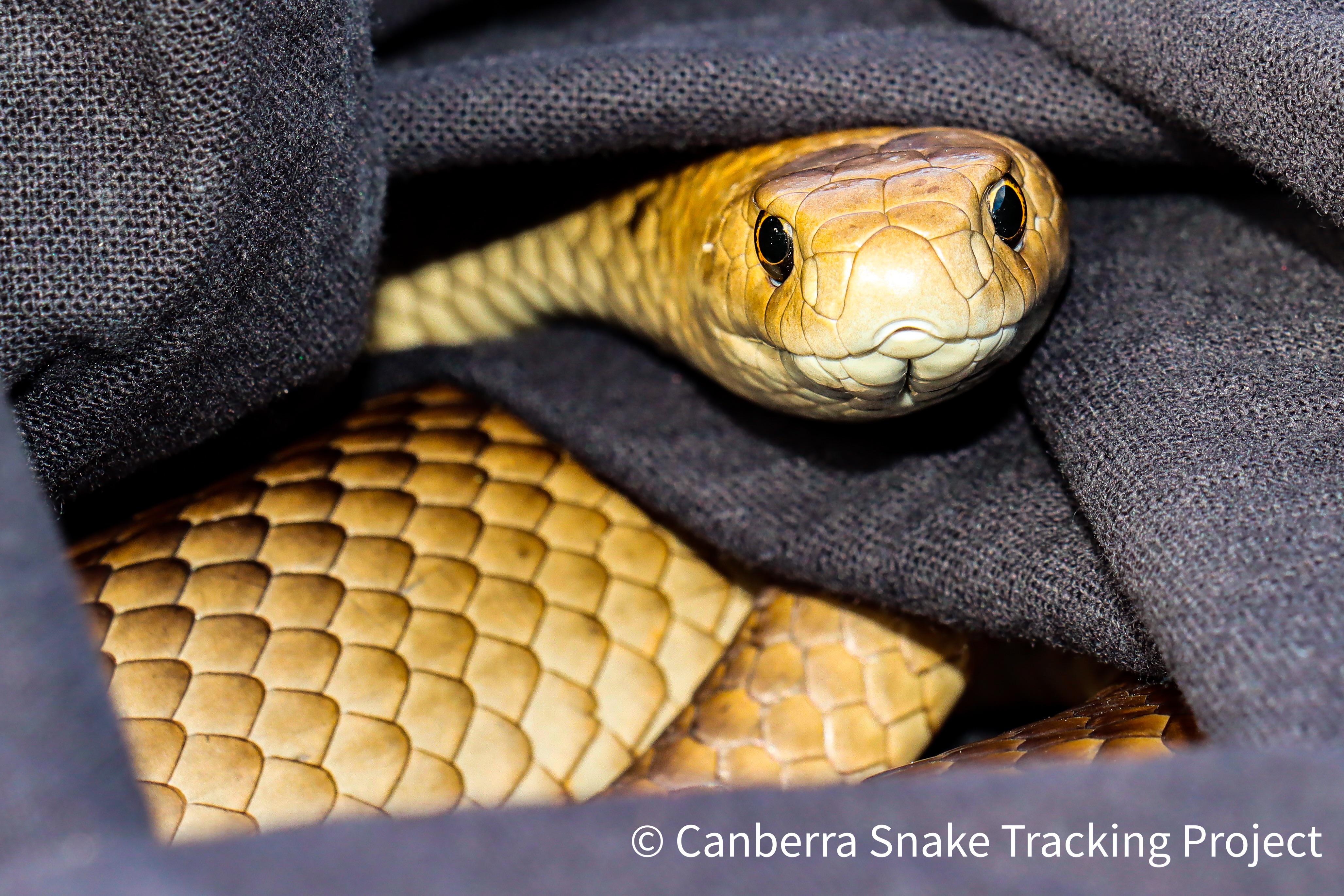 One of Australia’s best snakes… | Scrolller