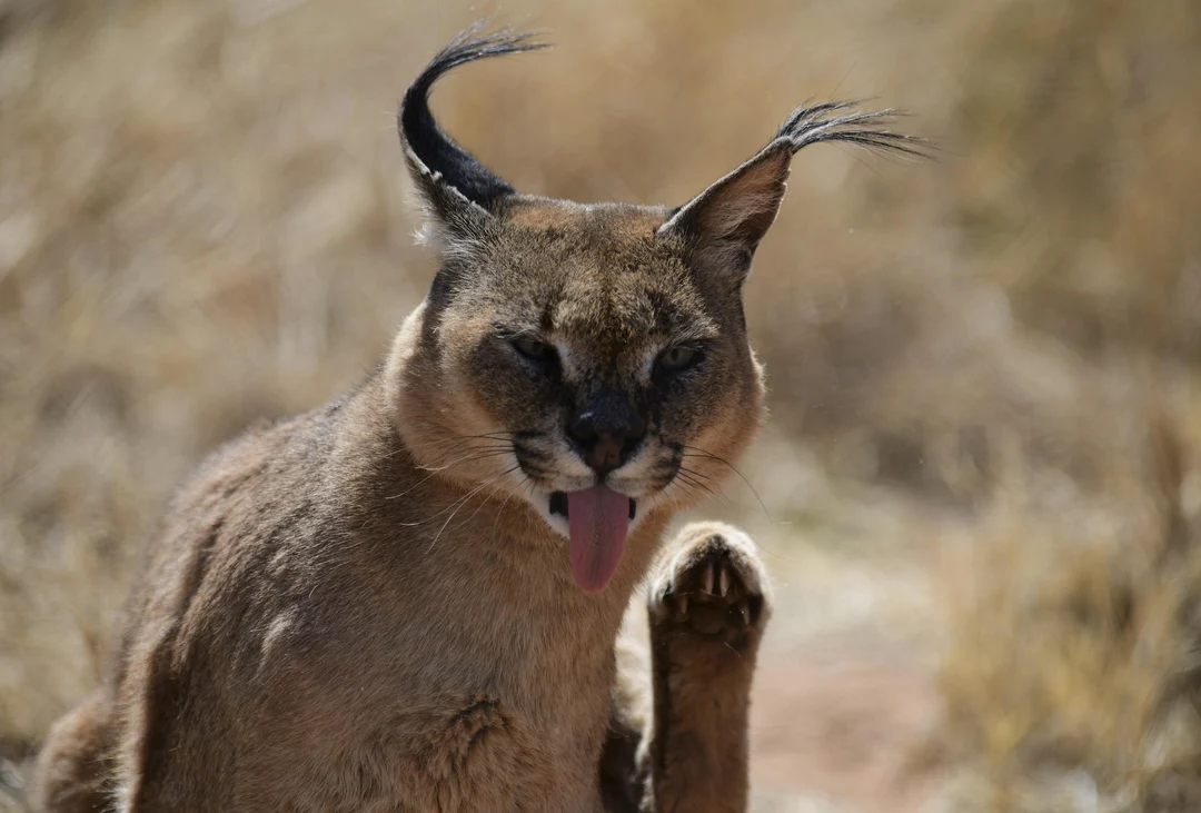A Namibian caracal's formidable blep. [OC] | Scrolller