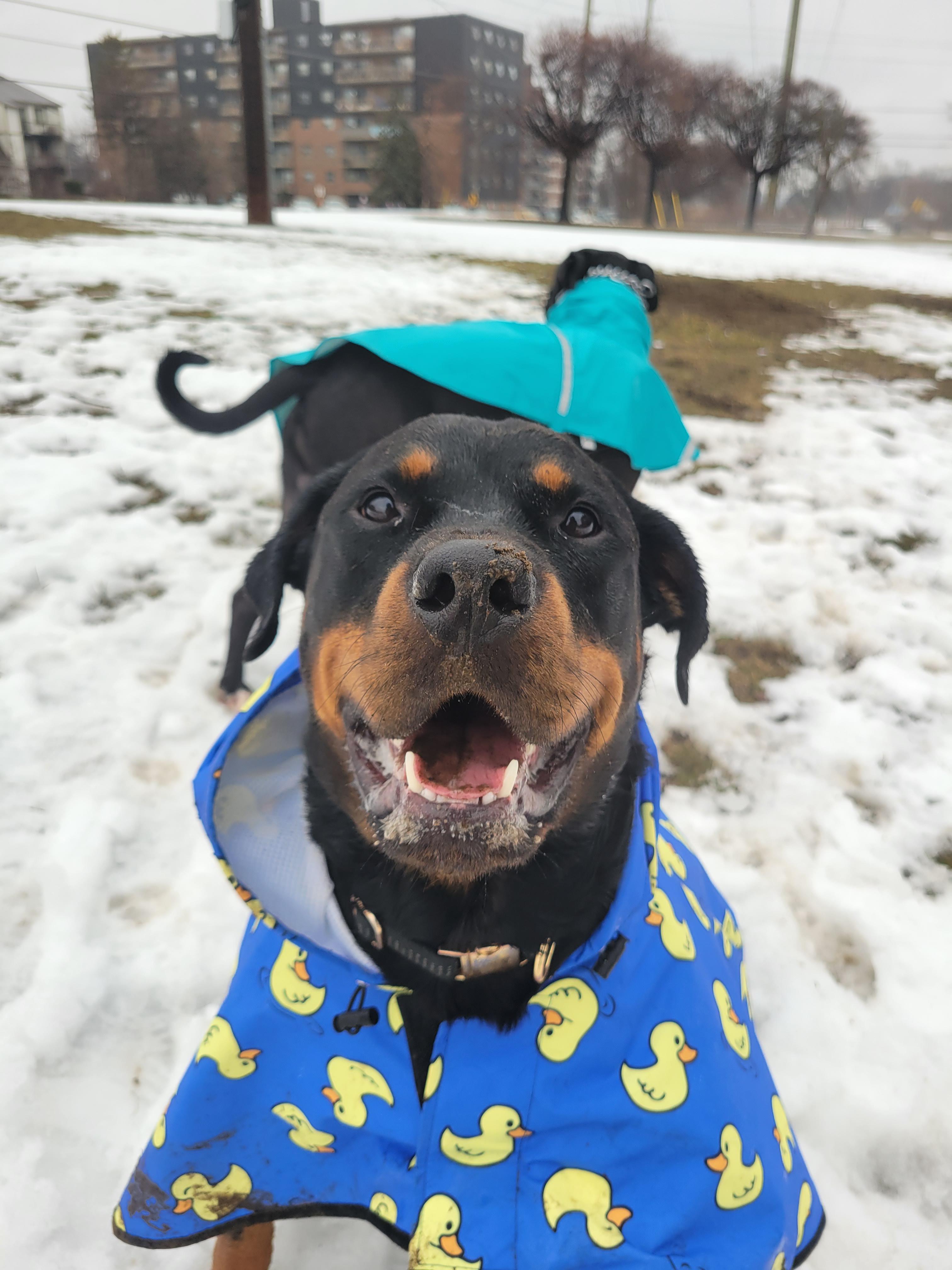 Muddy nose, happy boy | Scrolller