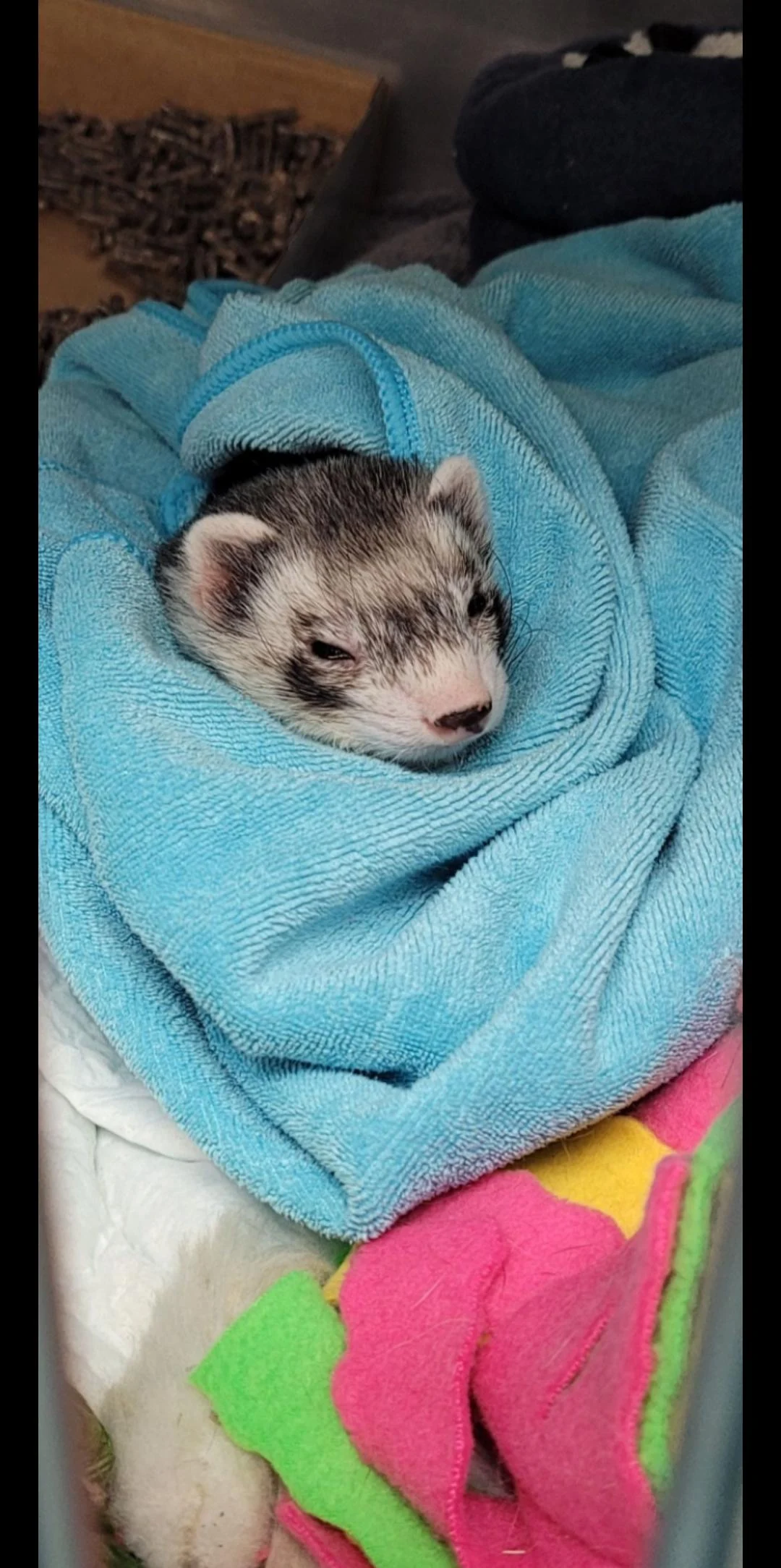 I lost my noodle this morning. Her name was Freja and I'm an absolute ...