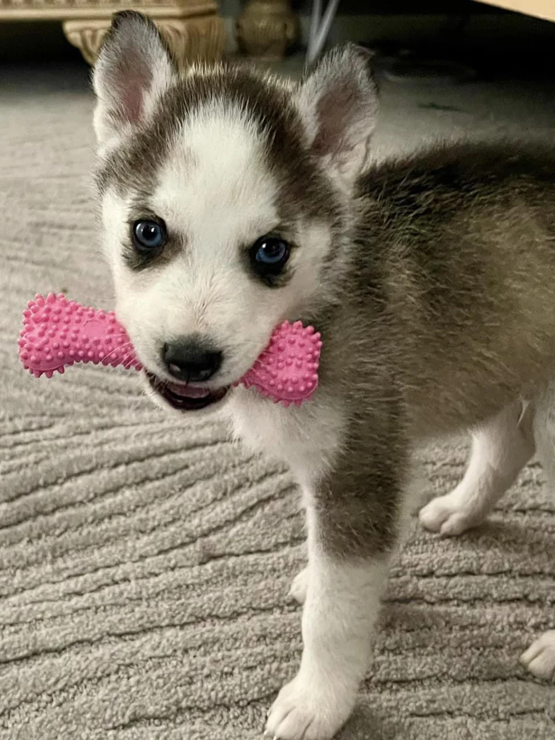 Meet Rocket! | Scrolller