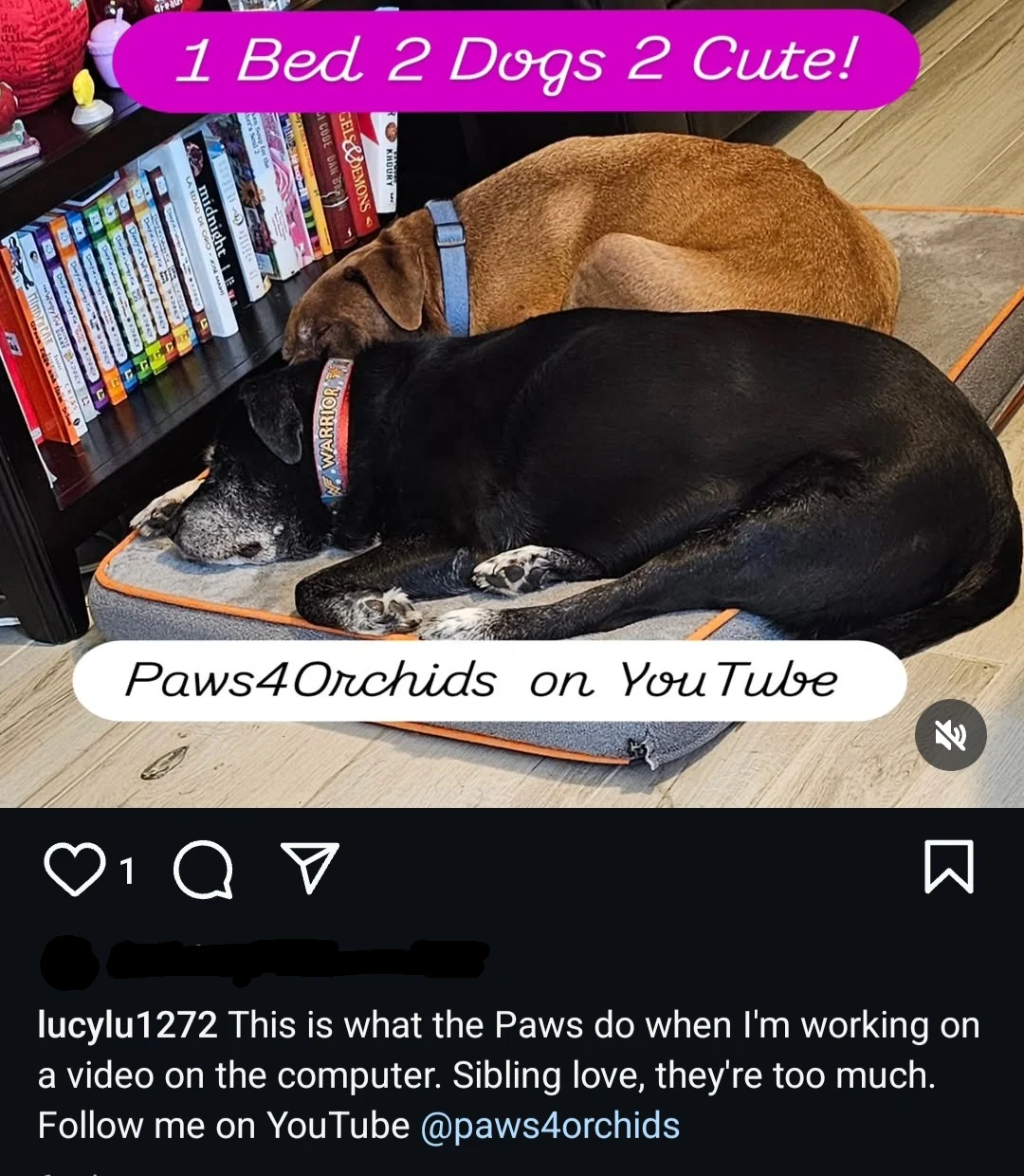 Must Be Nice to be the PAWS | Scrolller