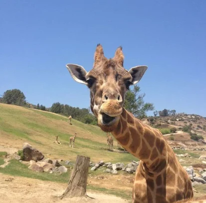 *insert funny caption here* | Scrolller