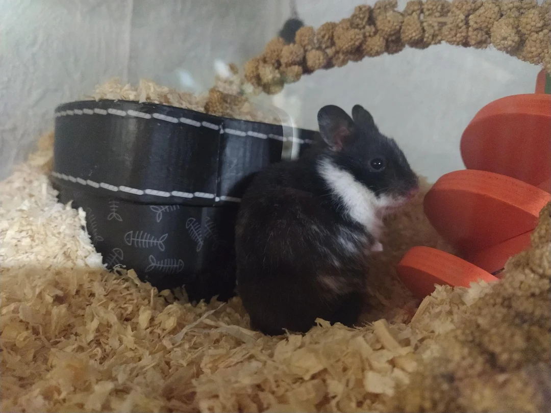 Multi chamber hide LAYOUTS | Scrolller