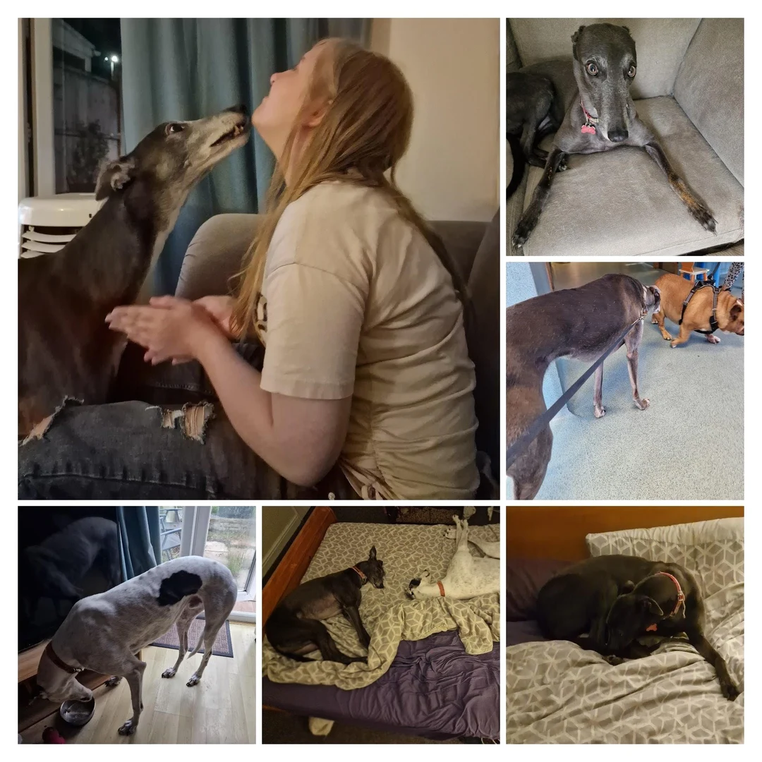 Discover more like Greyhounds: Wilbur, Ceri and Lavender. ️ and Related Content | Scrolller