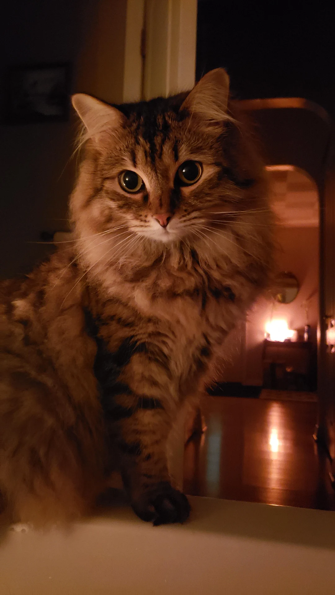 Sir Percival standing guard | Scrolller