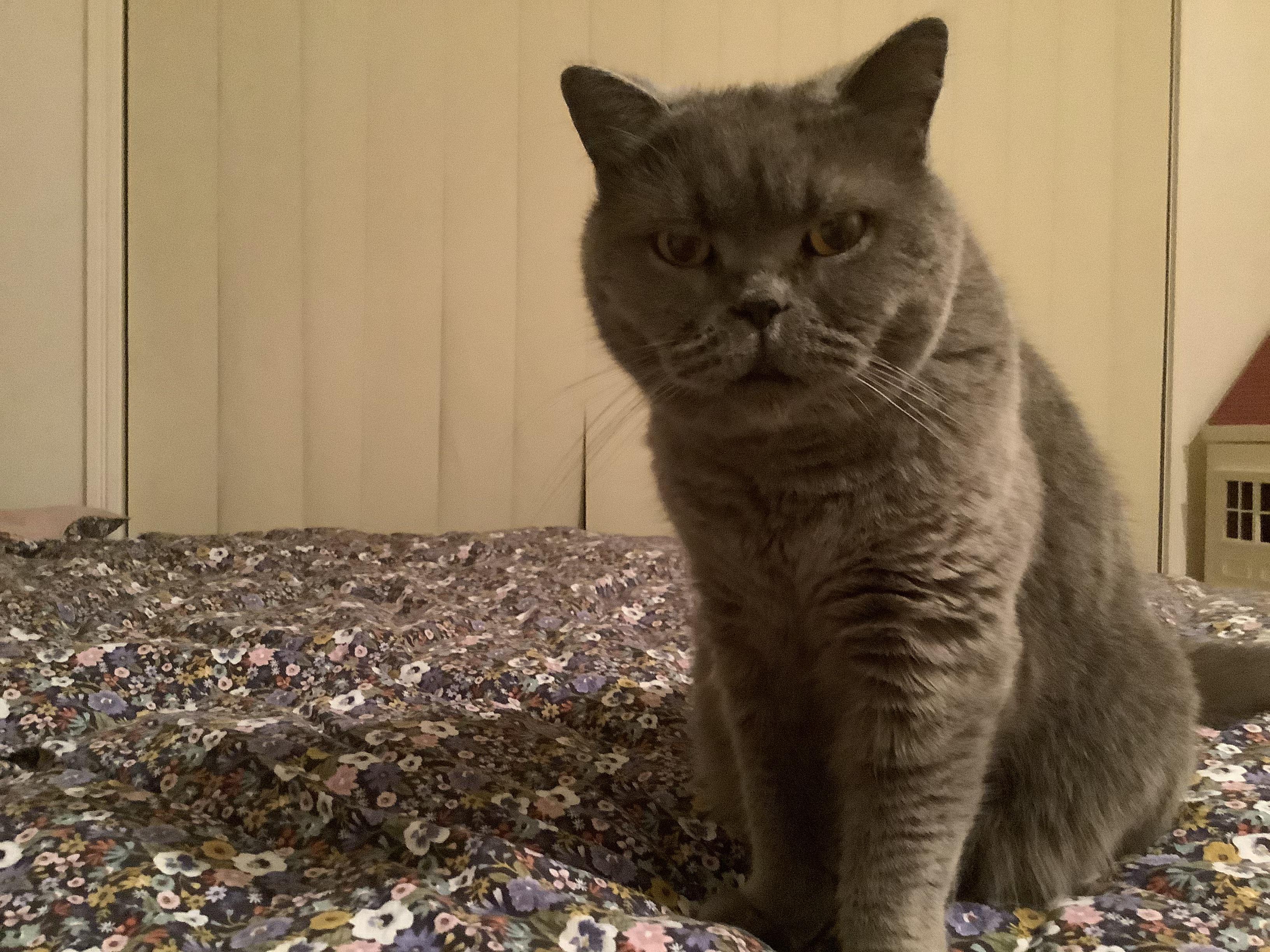 This is Pilchard. He was mine until he sadly passed away in April this year. I will not stop ...