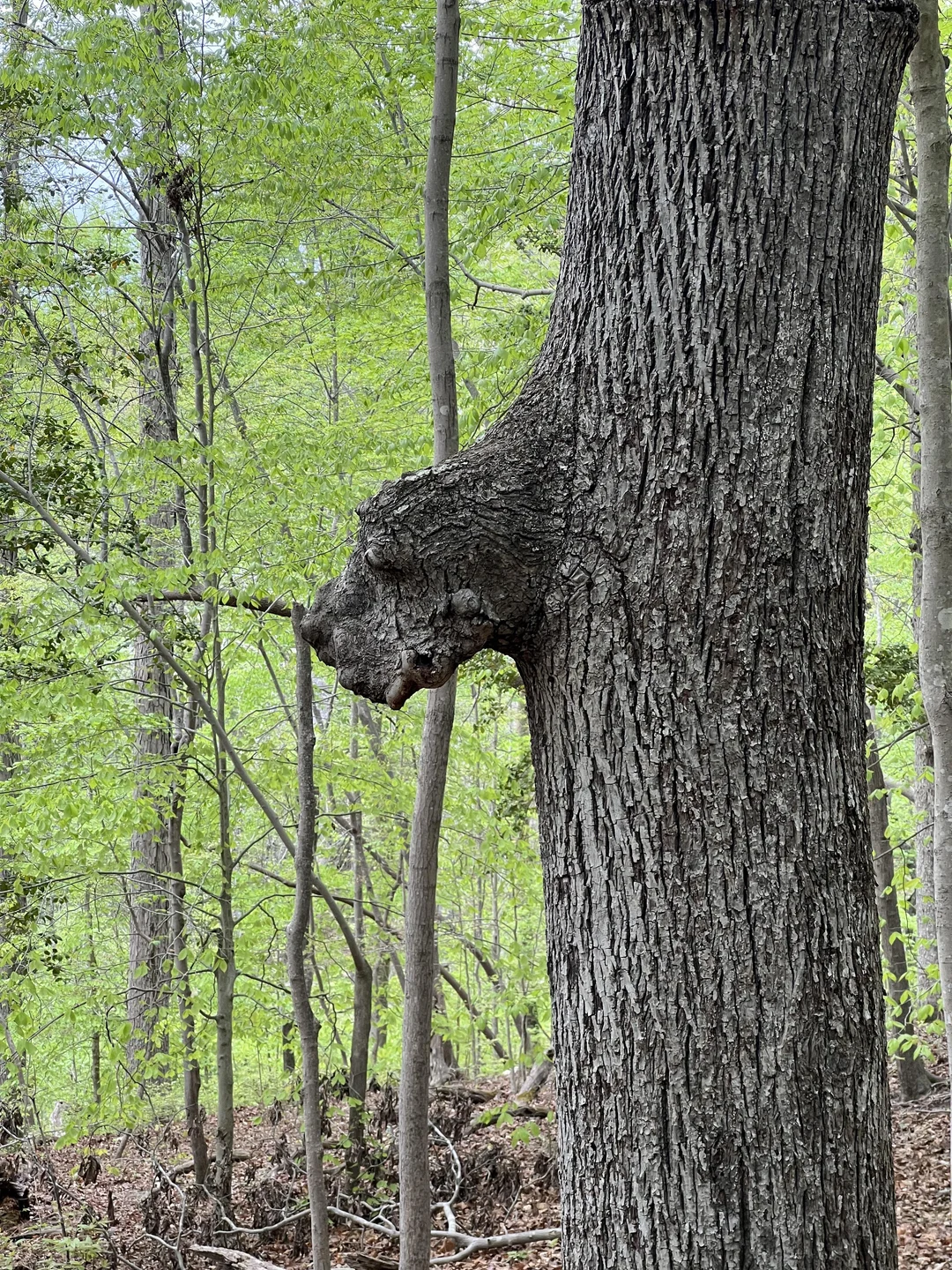 Tree Bear | Scrolller