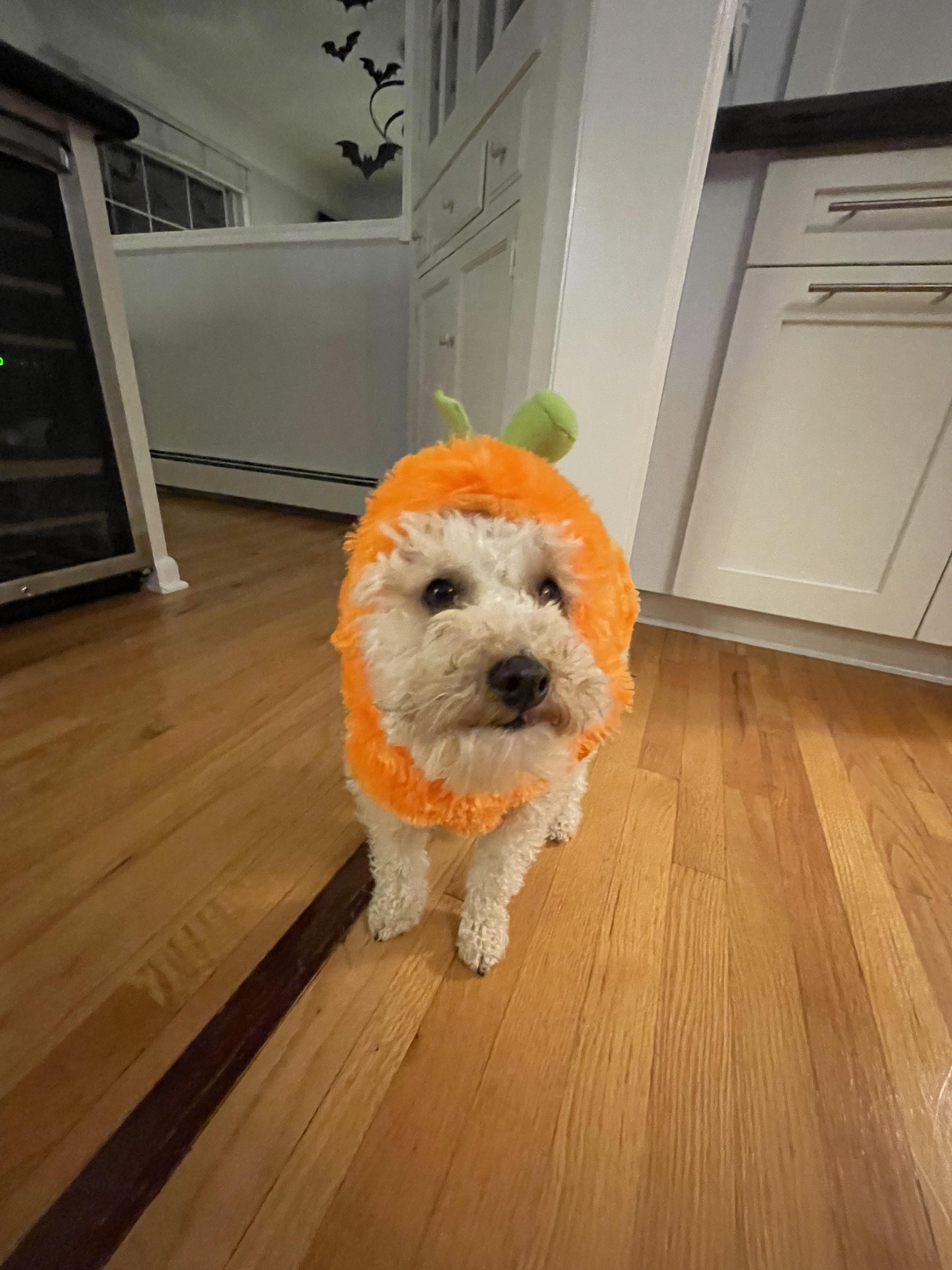 Pumpkin Dog? | Scrolller
