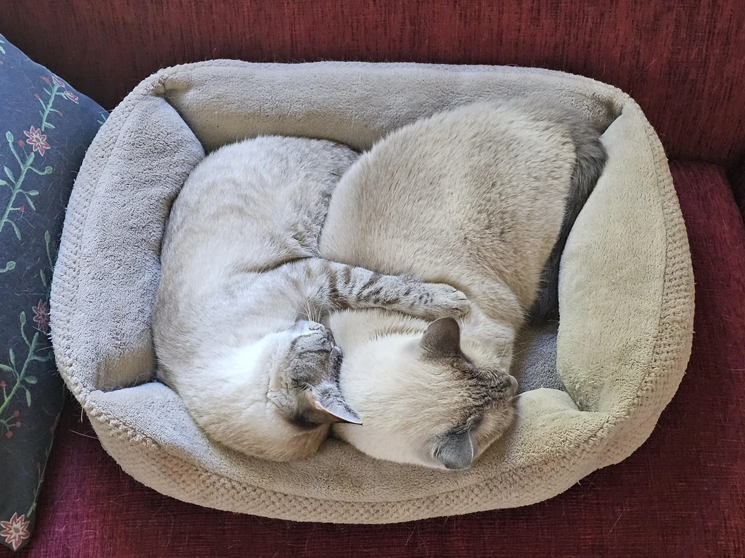 Two cuddling loafs 😻😻 | Scrolller