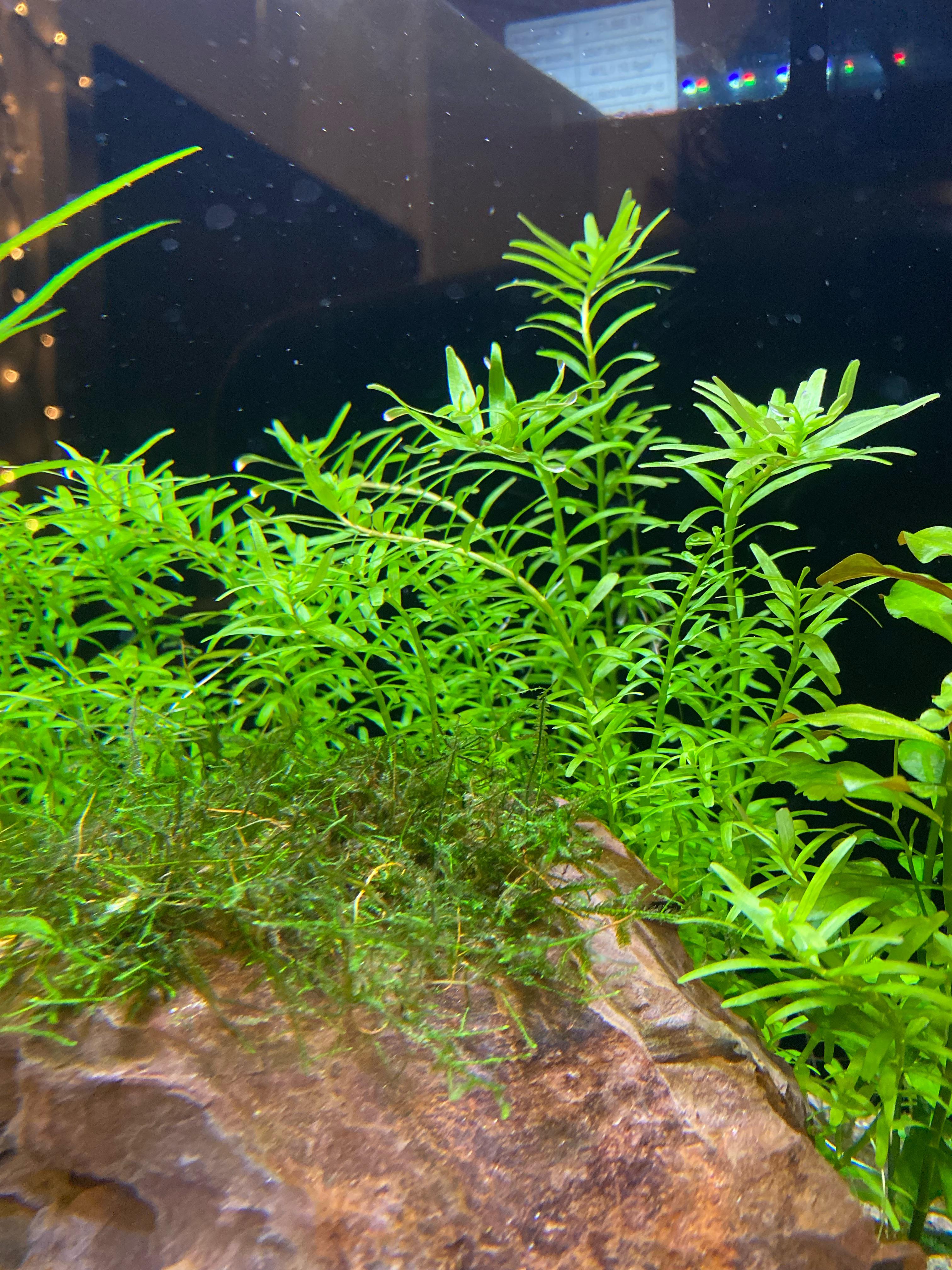 Tips on preventing rotala from growing sideways and sending aerial roots? | Scrolller