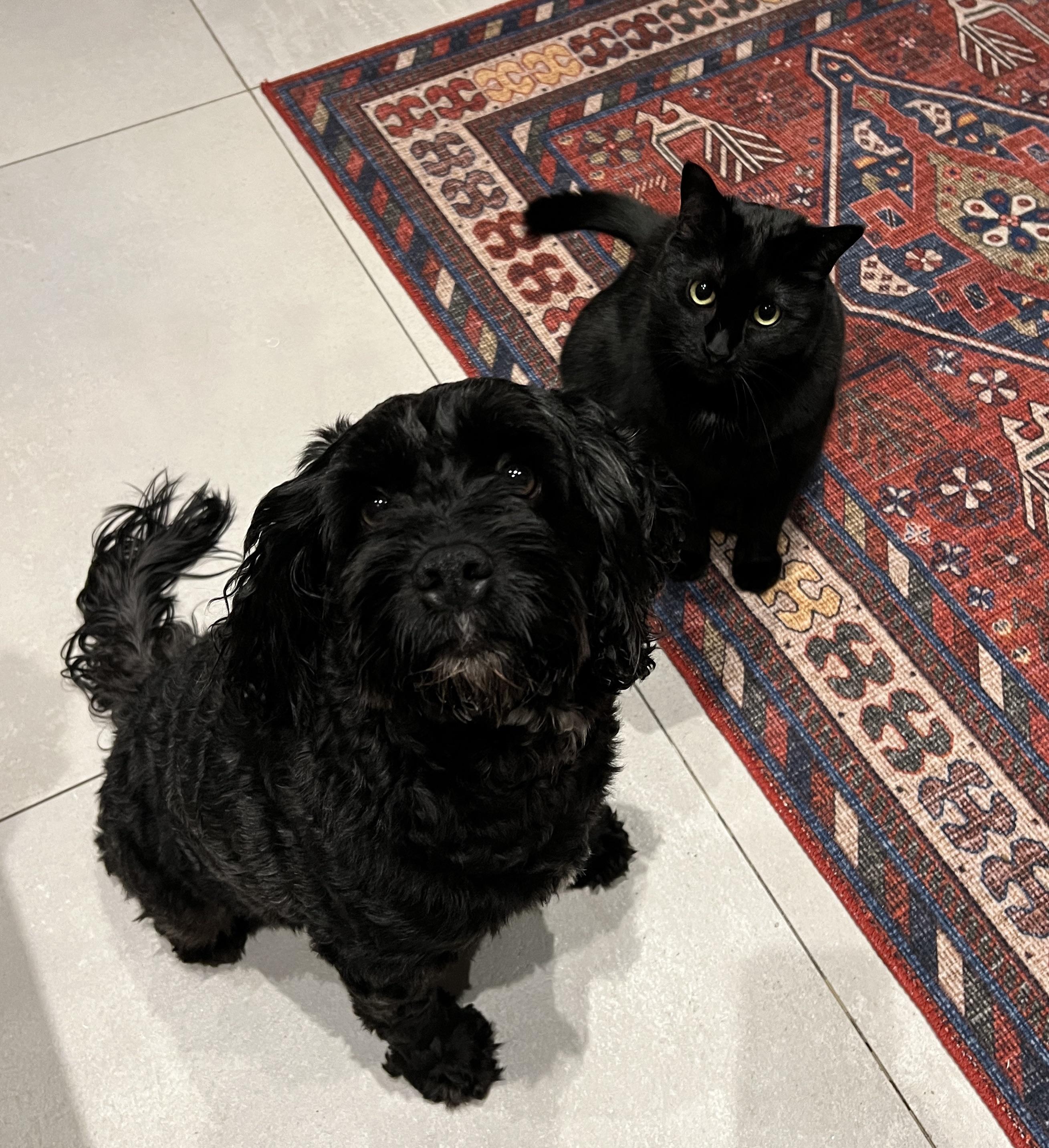 Sibling love | Scrolller