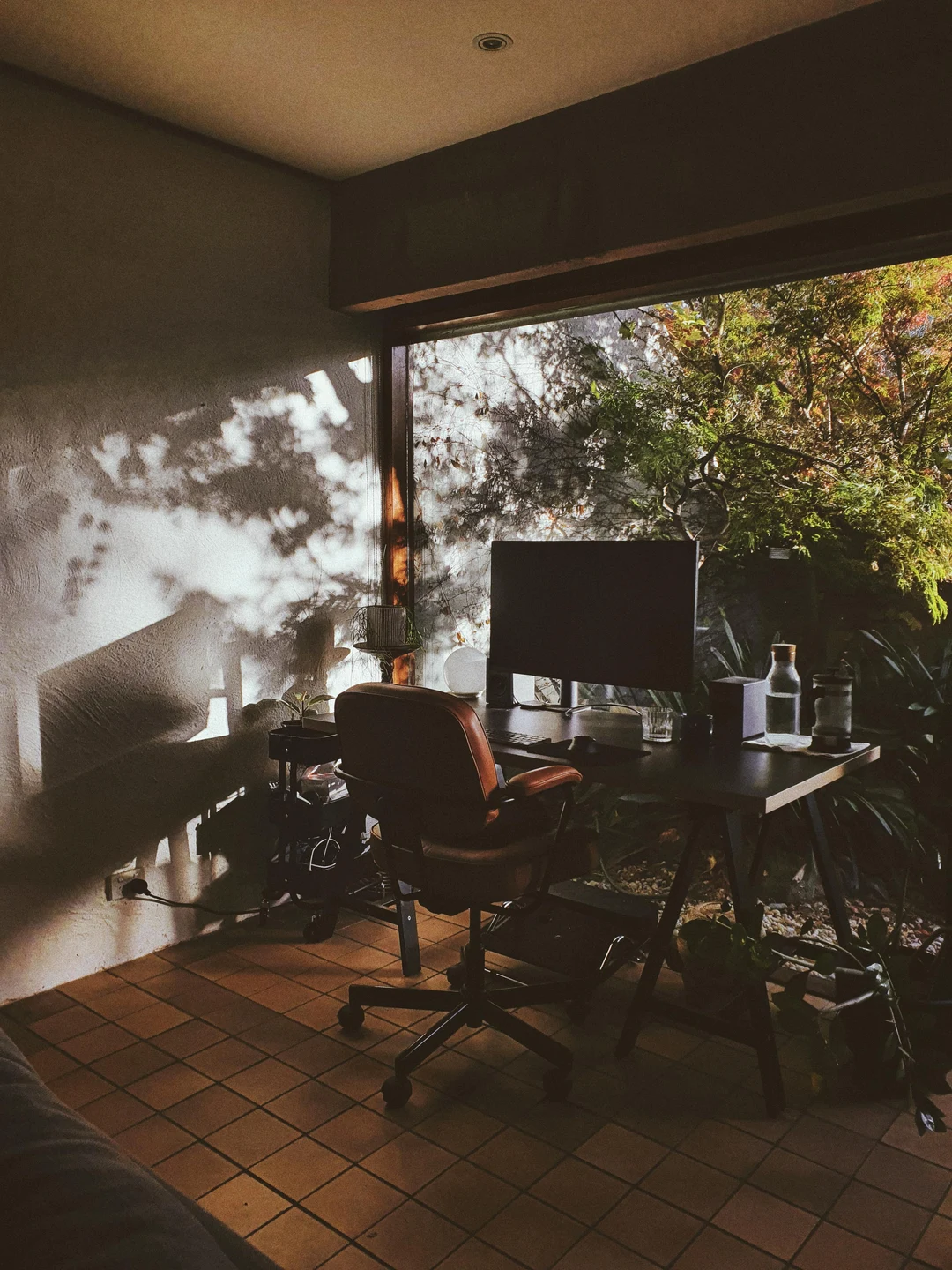 Autumn light through the maple tree. | Scrolller