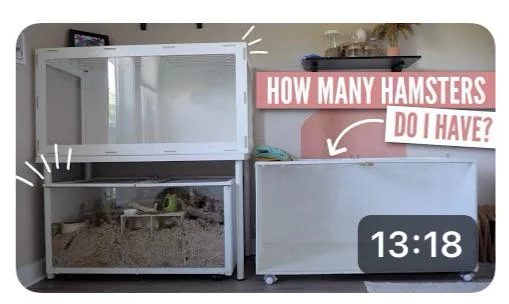 DIY Cages | Scrolller