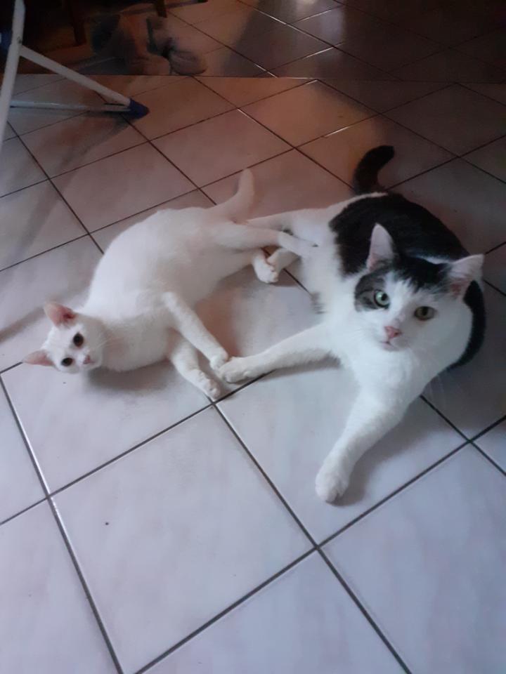 my big boiii and my tiny kitty | Scrolller