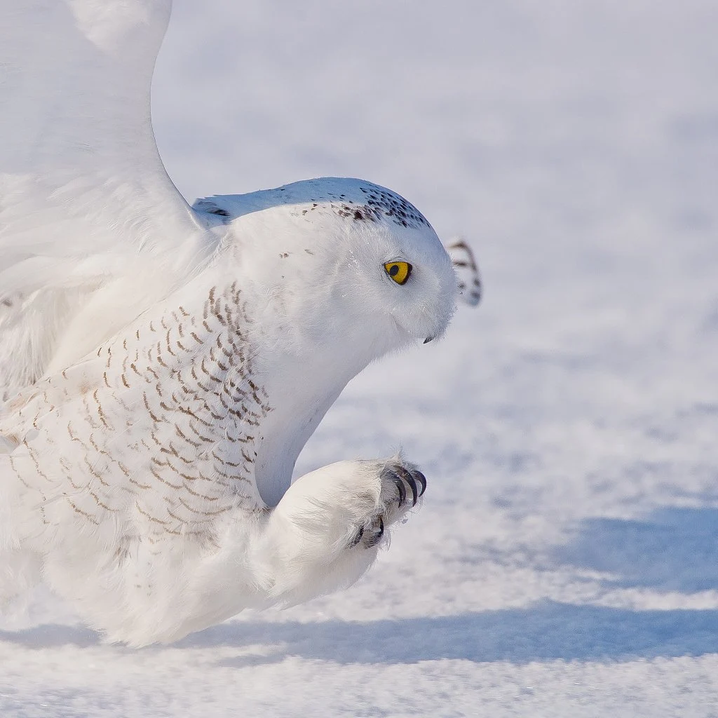 Snowy owl | Scrolller