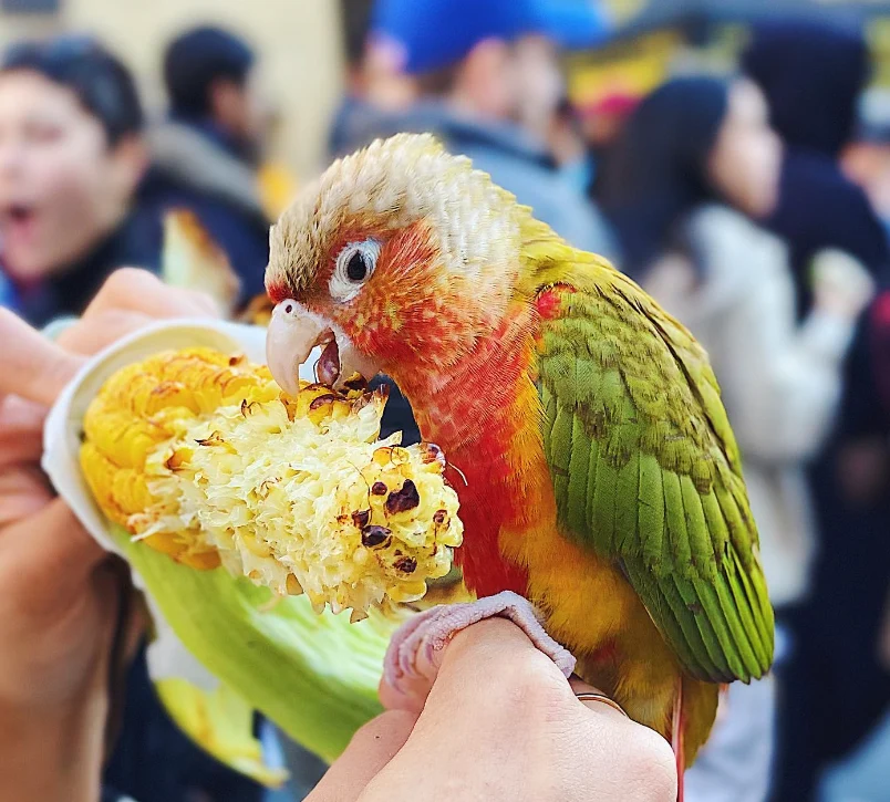 Can the bird talk | Scrolller