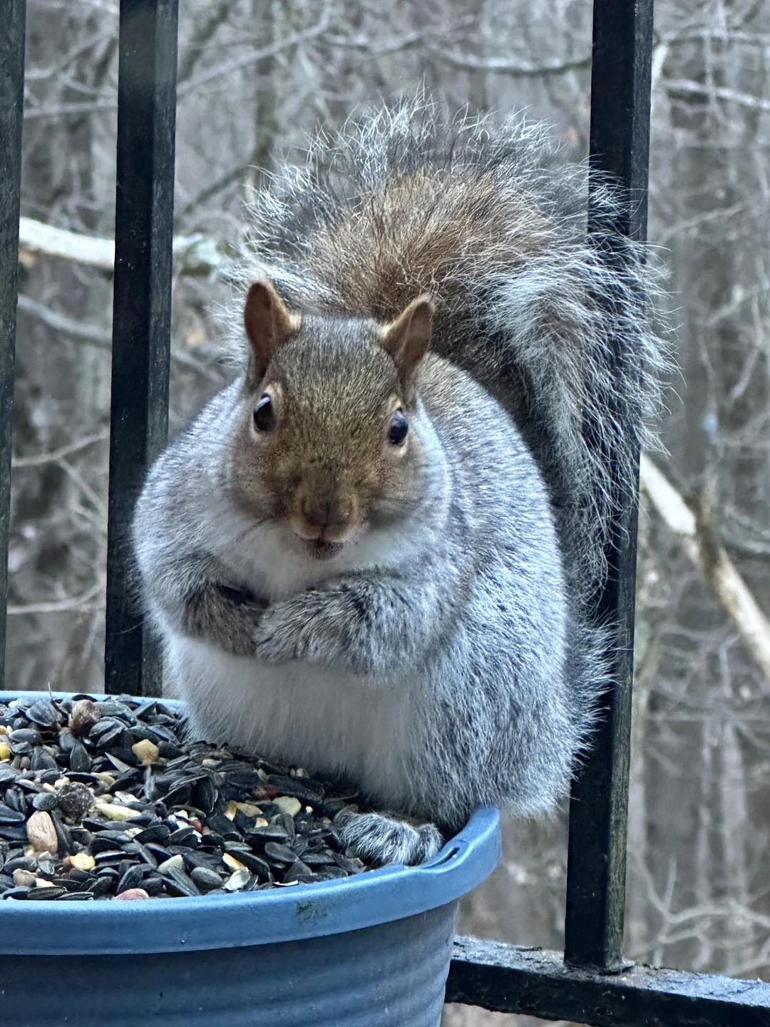 First visitor of 2024 and he is a beautiful chonk 🥰🥳🎉 | Scrolller