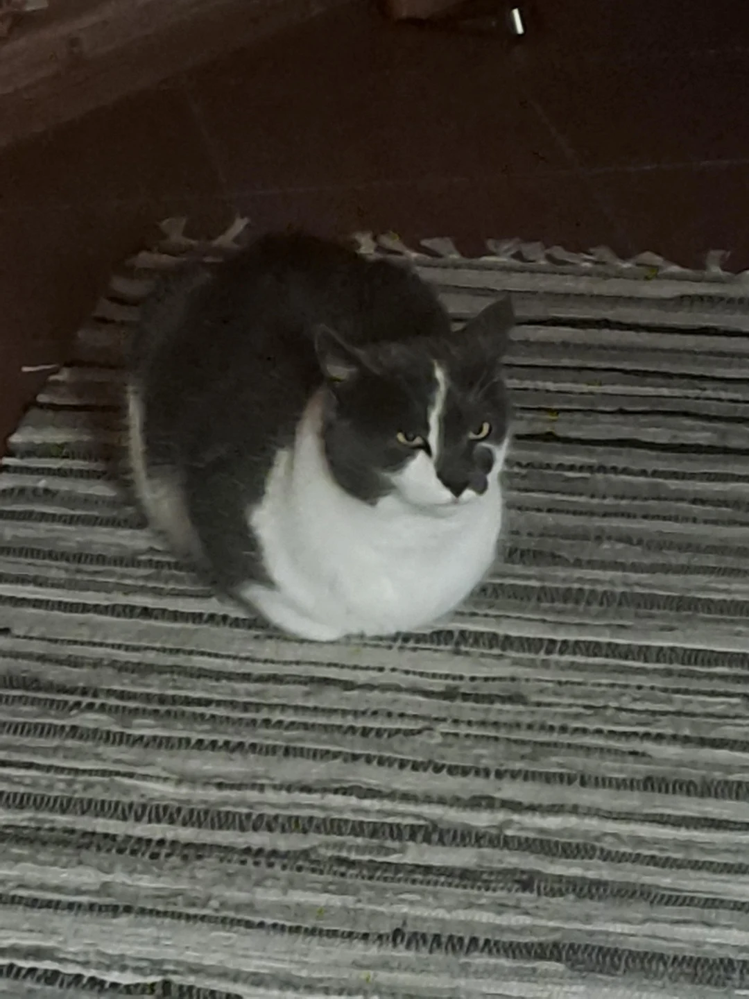 exotic loaf | Scrolller