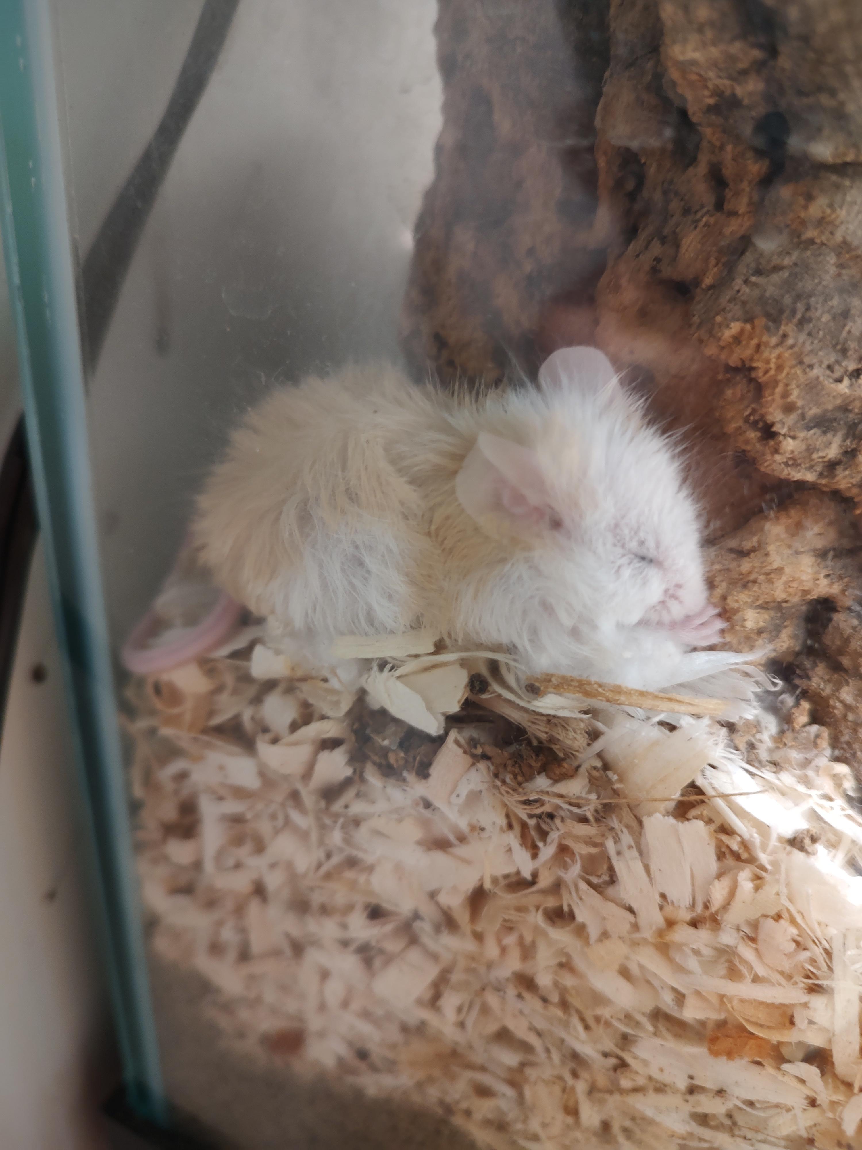 How Is This Comfortable рџ ђ Scrolller