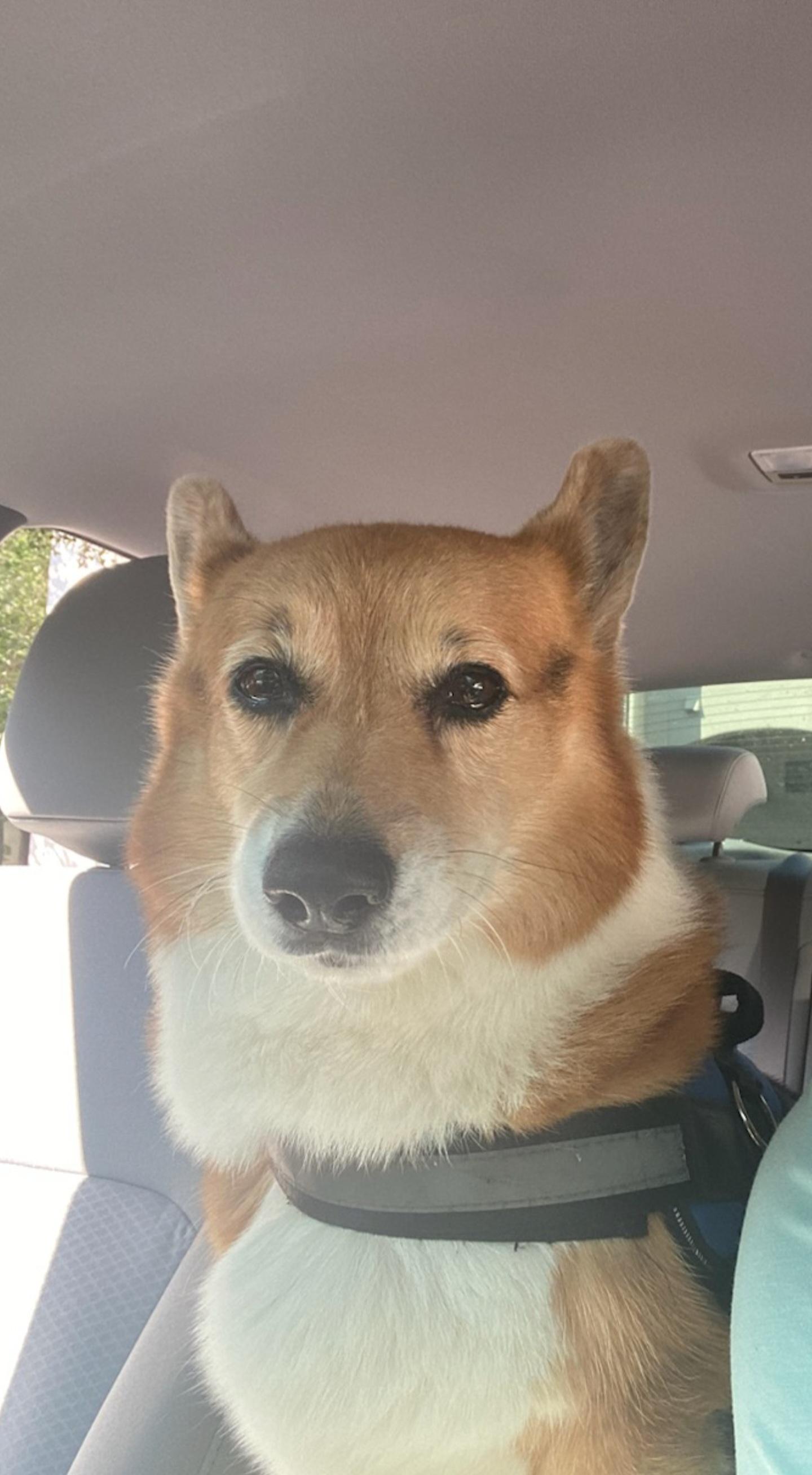 Majestic corgi | Scrolller