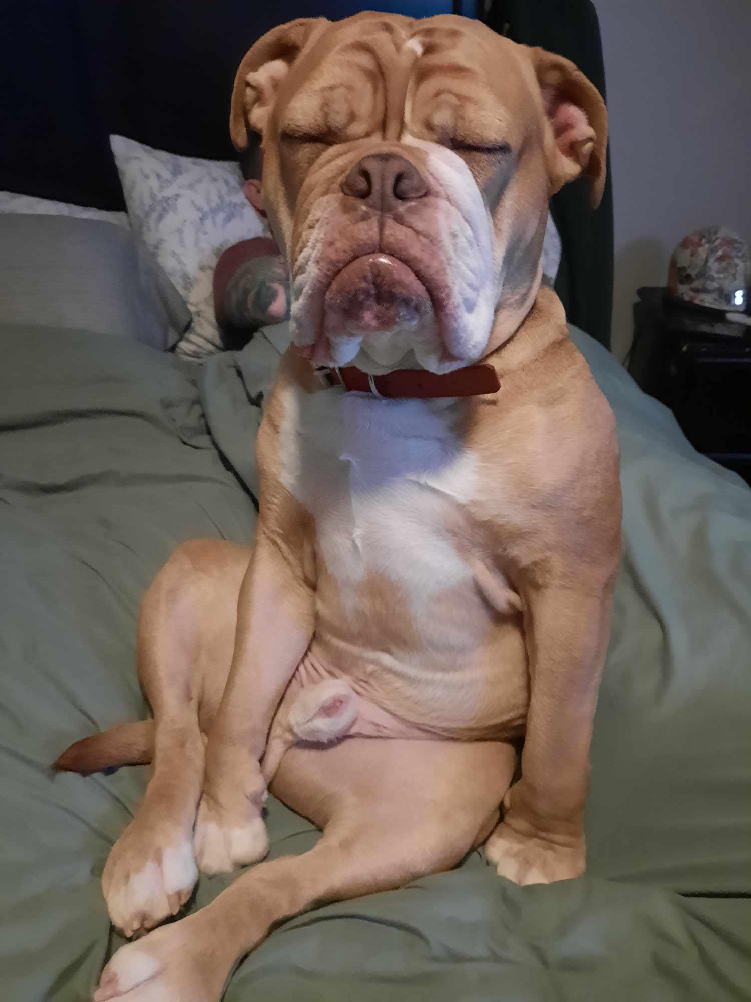 Arnold's pre nap before bedtime. | Scrolller