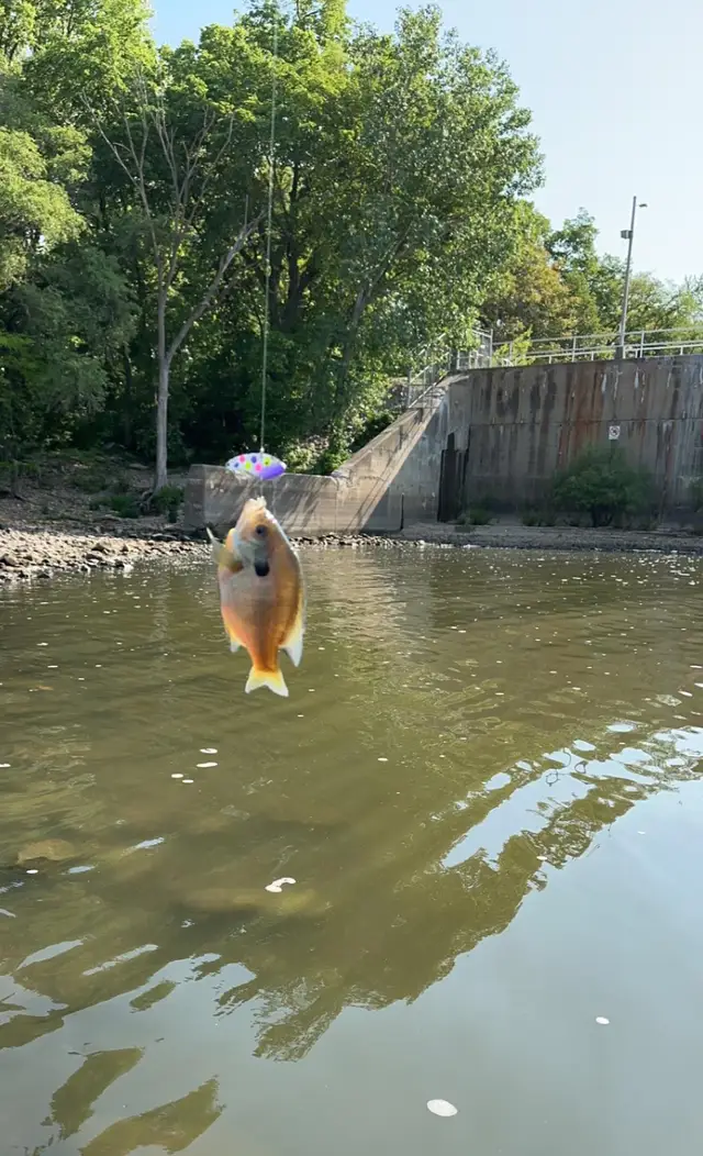 Bluegill wasn't even that big.. just greedy | Scrolller