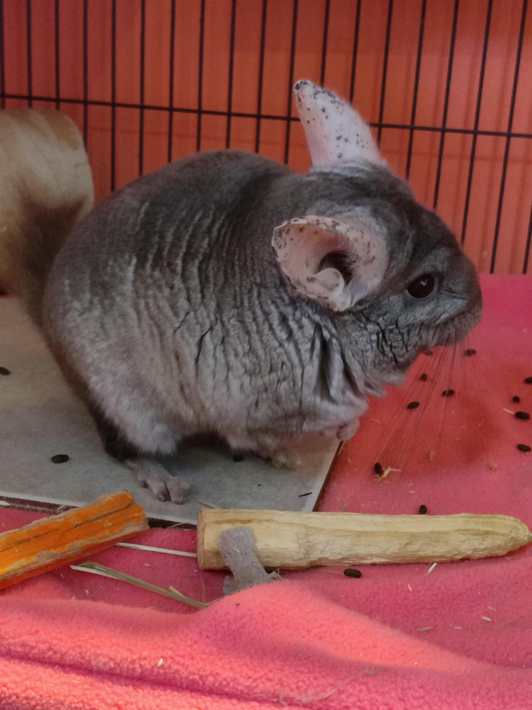 Moving with a chinchilla? | Scrolller