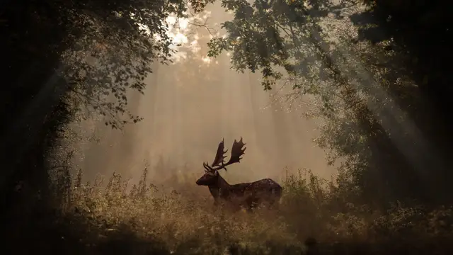 Deer Mammal Forest Sunbeams [3840x2160] | Scrolller