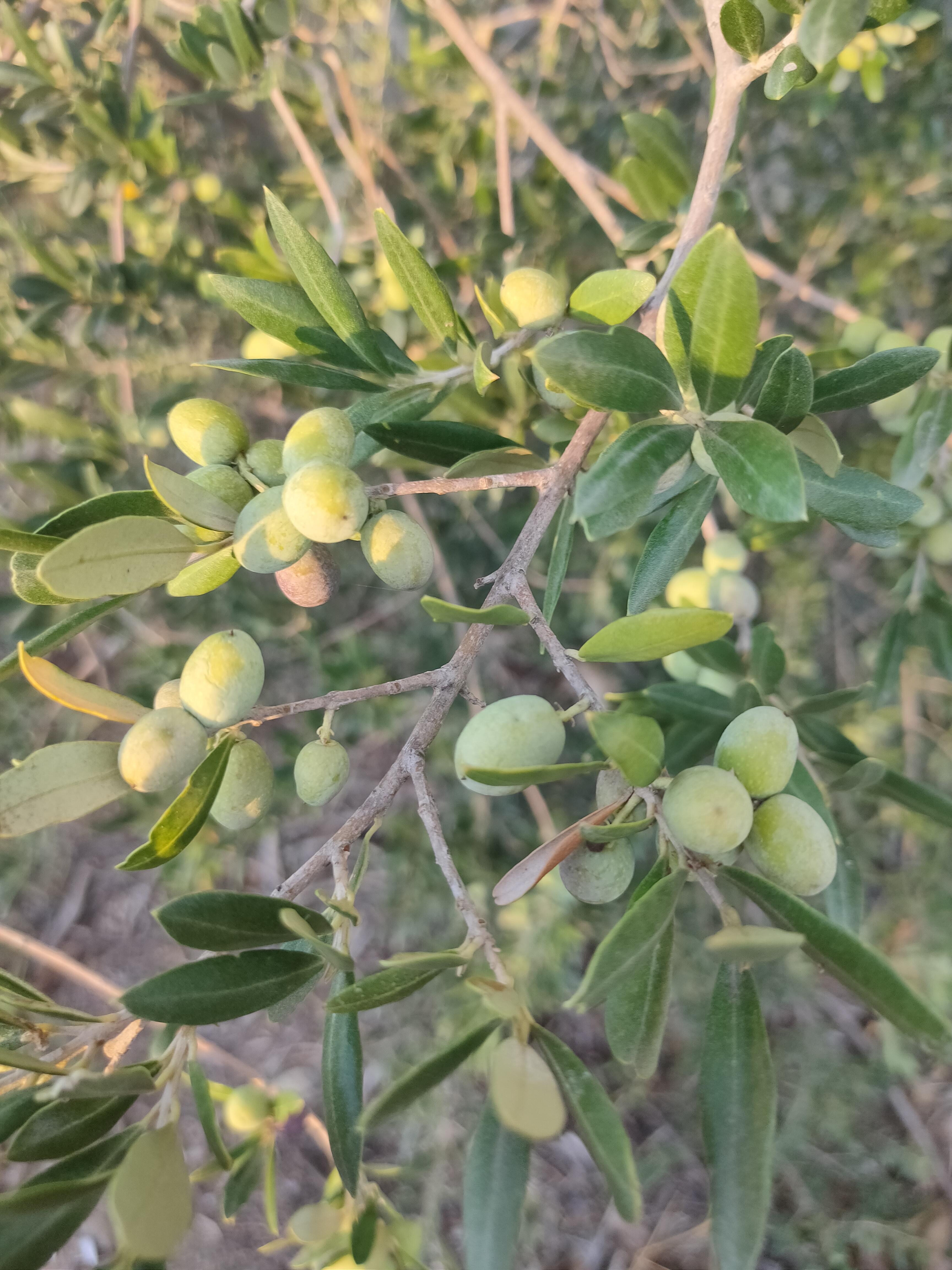 Harvest coming soon | Scrolller