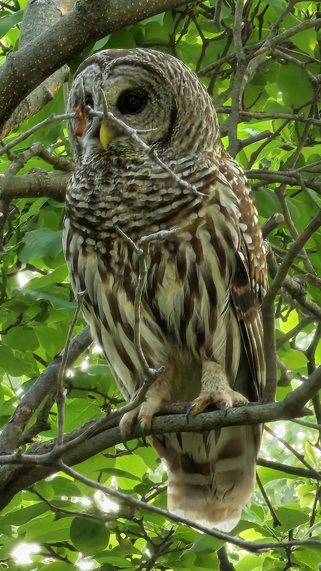 Discover more like Owls: Identify and Related Content | Scrolller