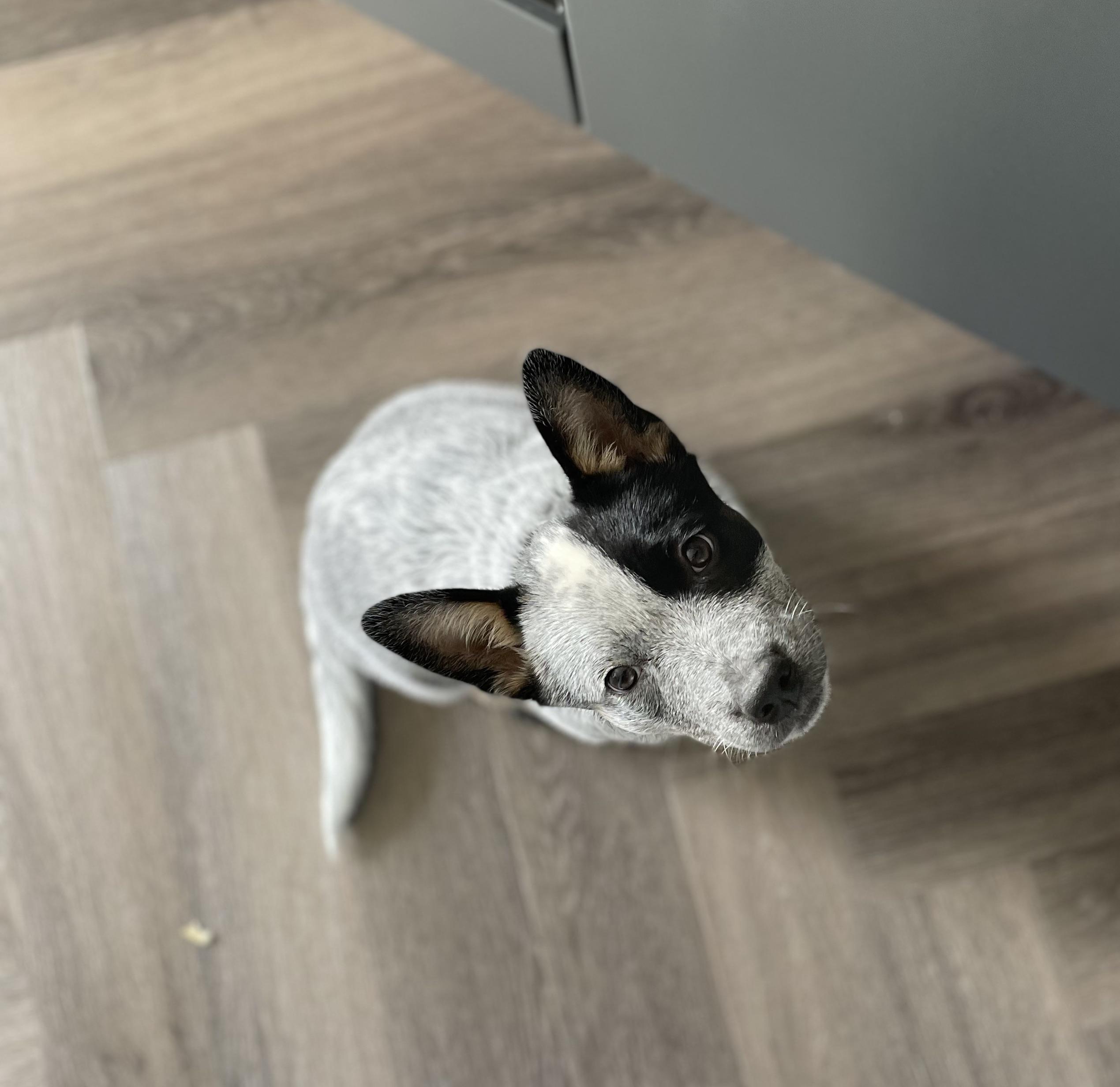 Impossible not to boop this snoot [OC] | Scrolller