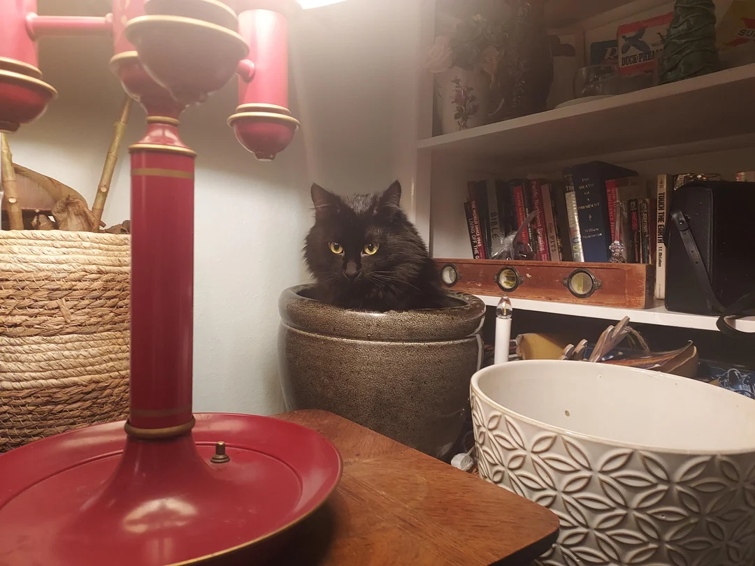 Potted Blackberry | Scrolller