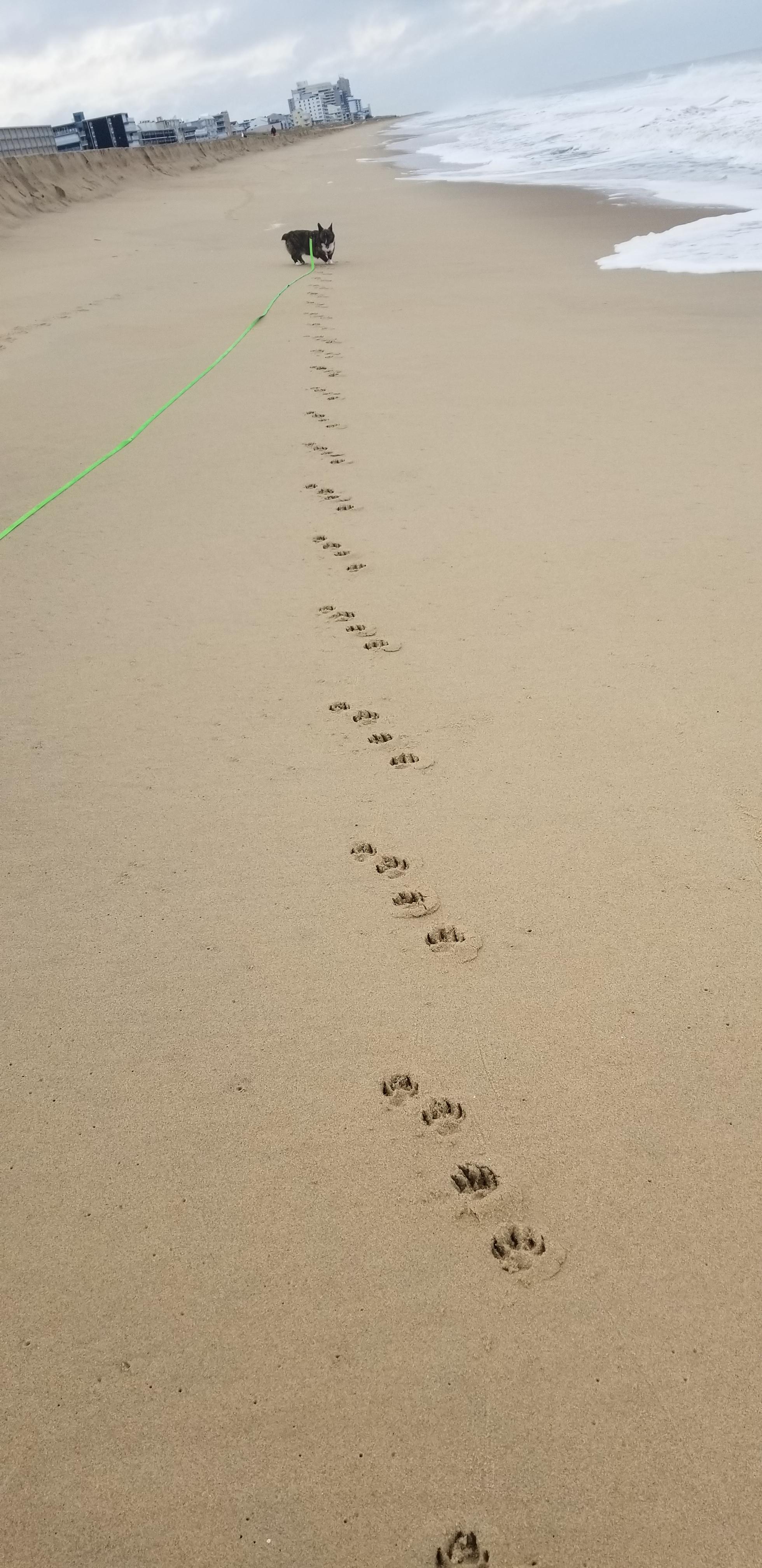 My dog's footprints leave perfect stripes when he runs on the beach | Scrolller