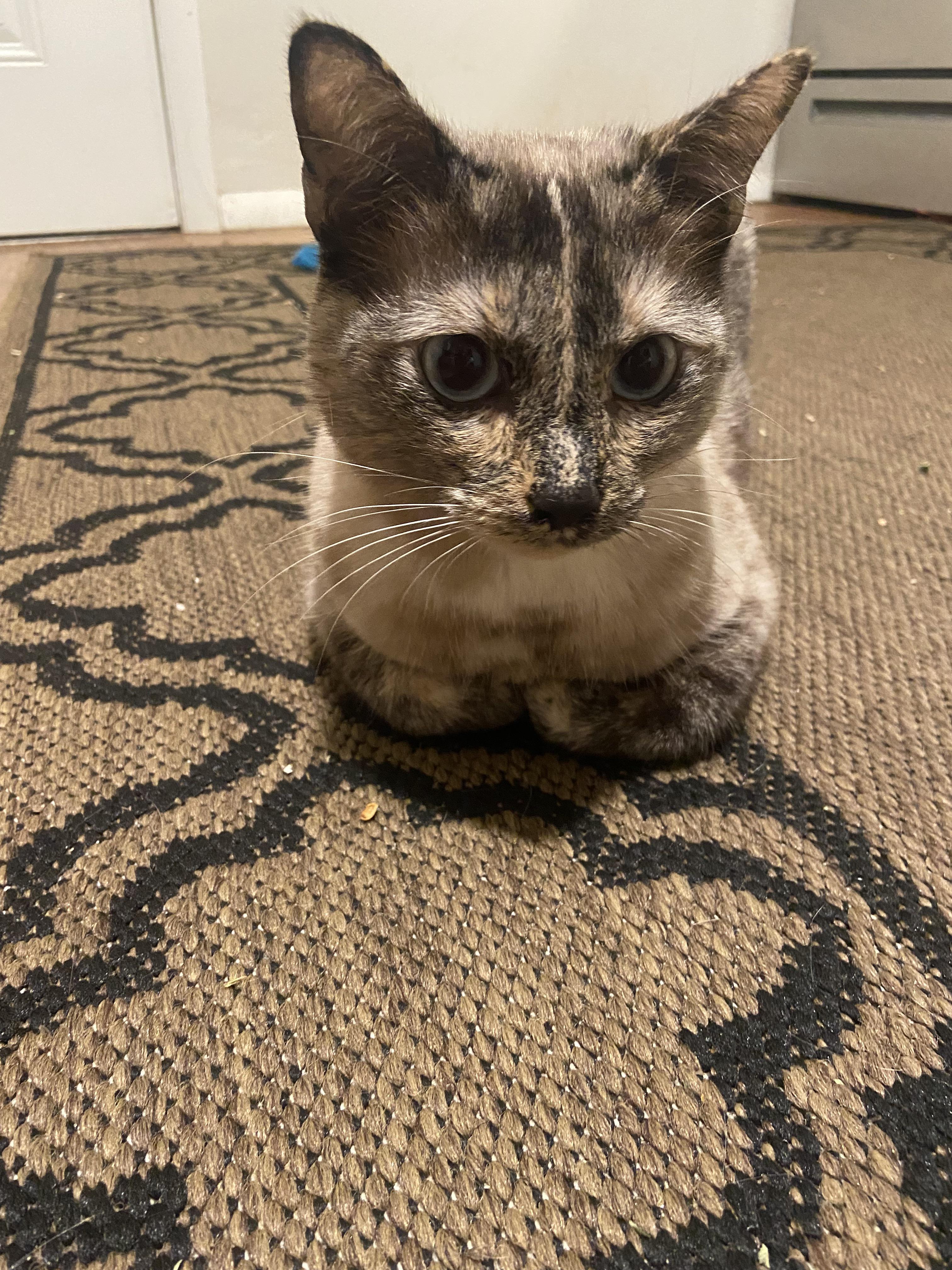 Little tortie loaf. | Scrolller