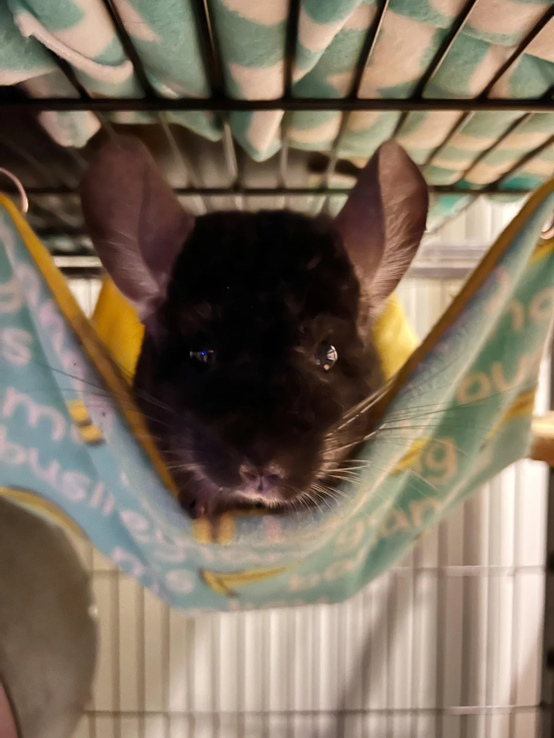 olive in her hammock 🤍 | Scrolller